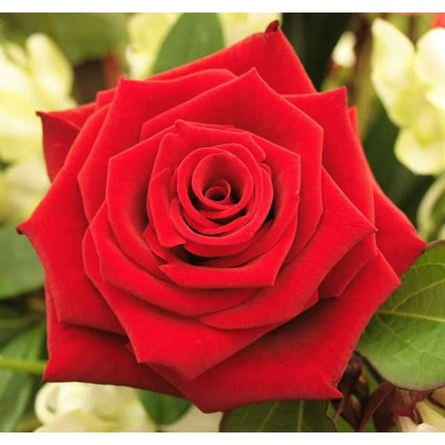5 * SEEDS * RED ROSE Rosa Bush Shrub Perennial Flower Seeds - Walmart.com