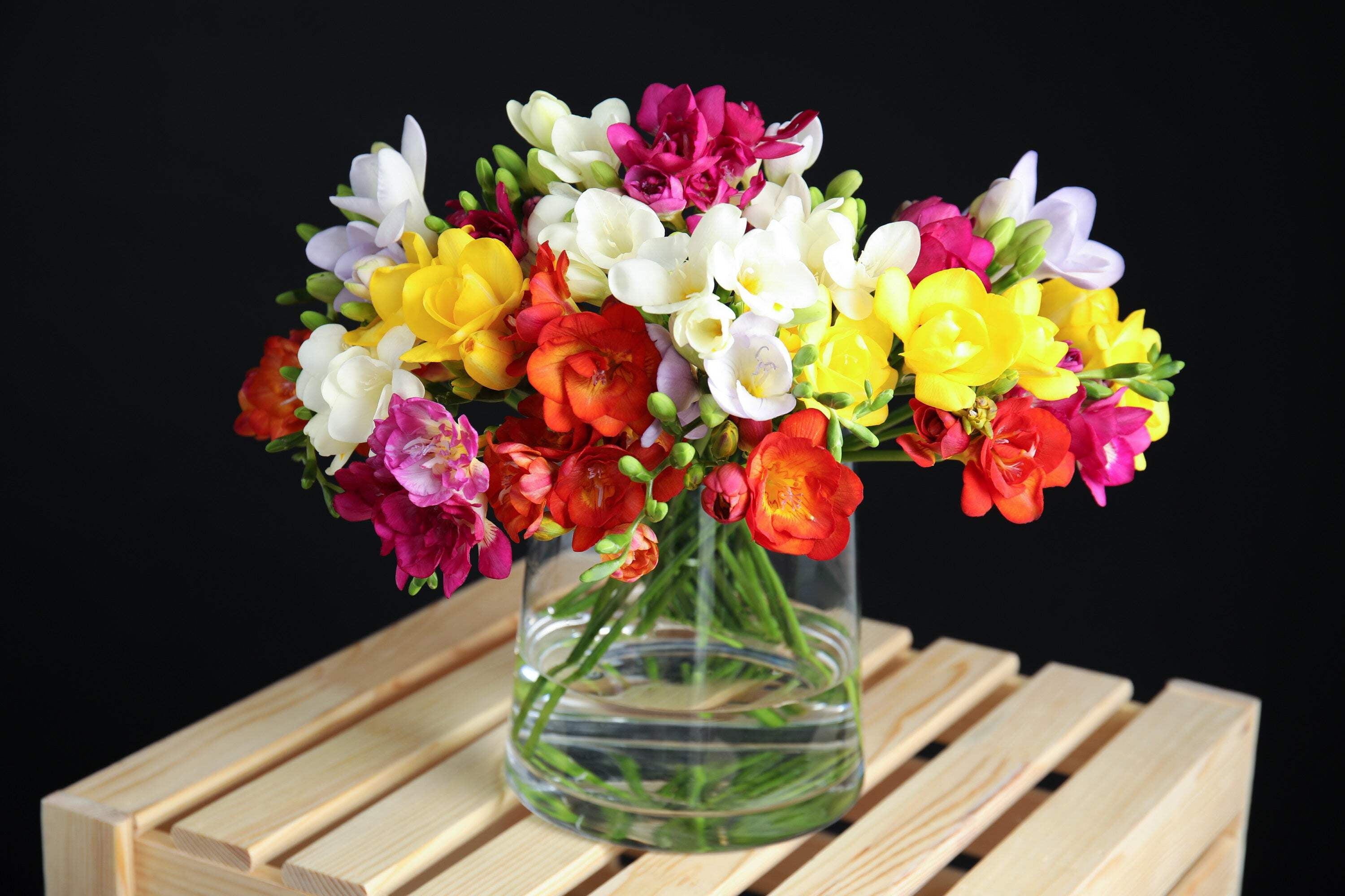 5 ROYAL CHAMPION Mix FREESIA Mixed Colors Pink Blue Purple Yellow Red ...