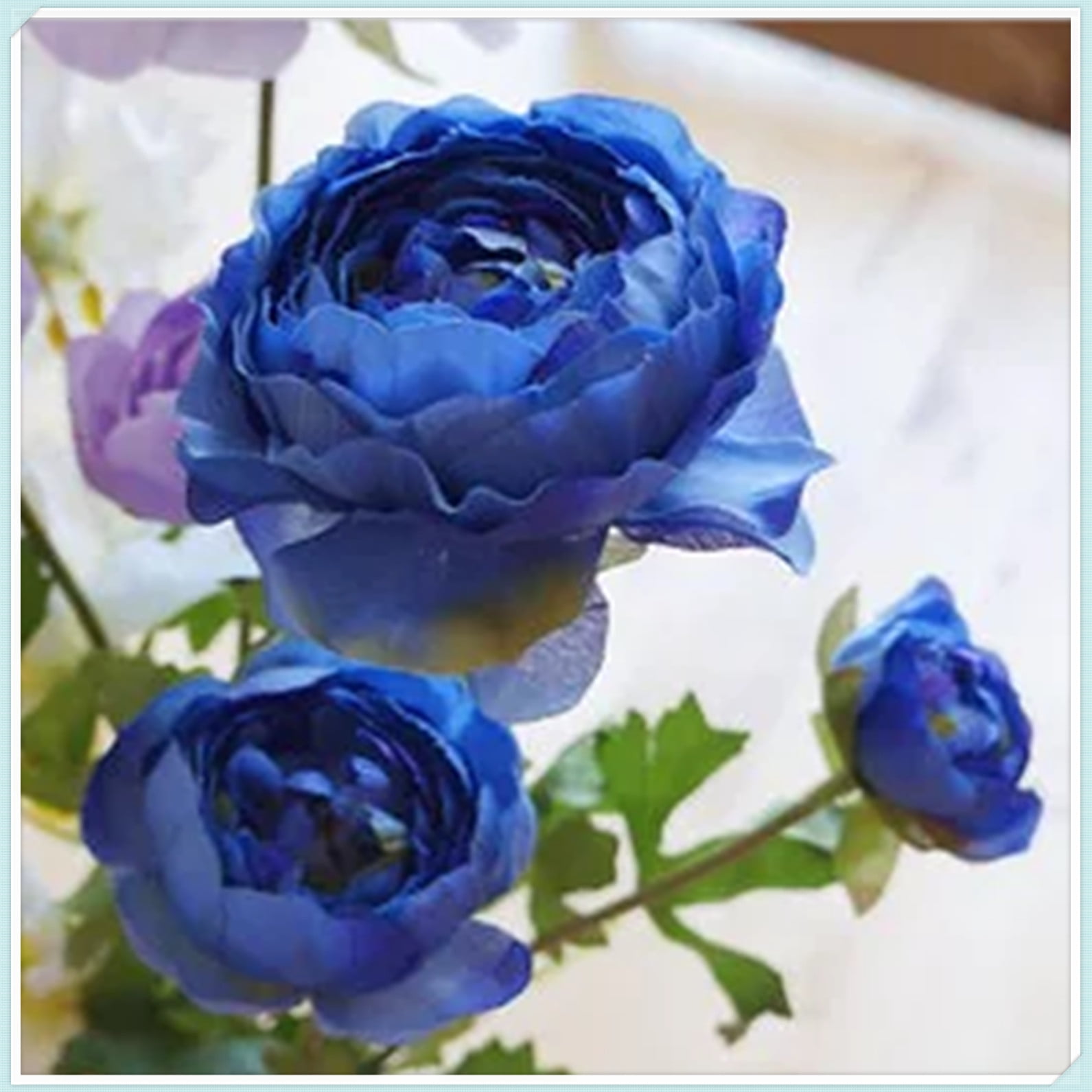 5 Ranunculus rhizome perennial cut flower herbaceous flowers Rich and ...