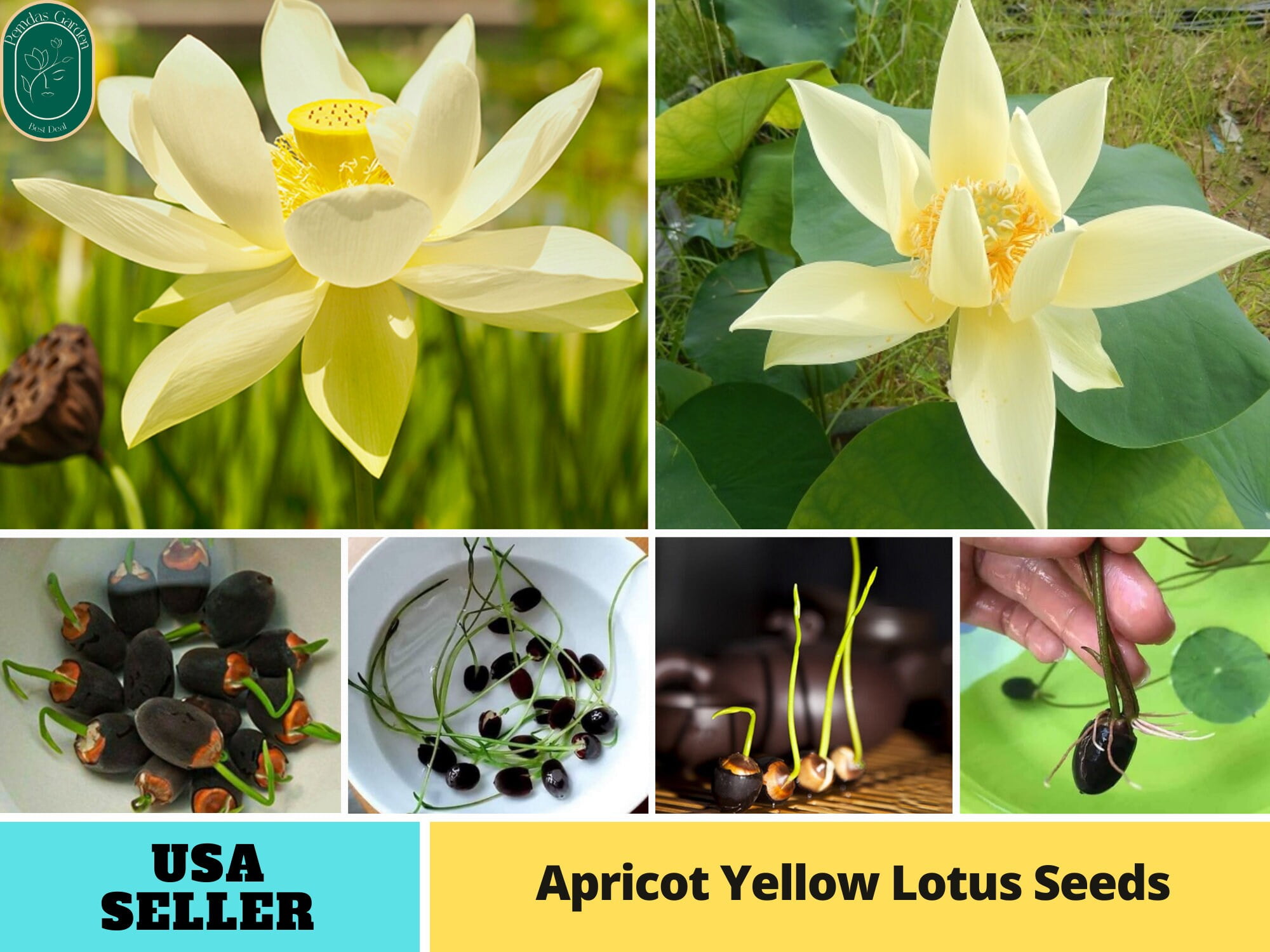 5 Rare Seeds| Apricot Yellow Lotus Seeds - Indian Lotus (Nelumbo ...