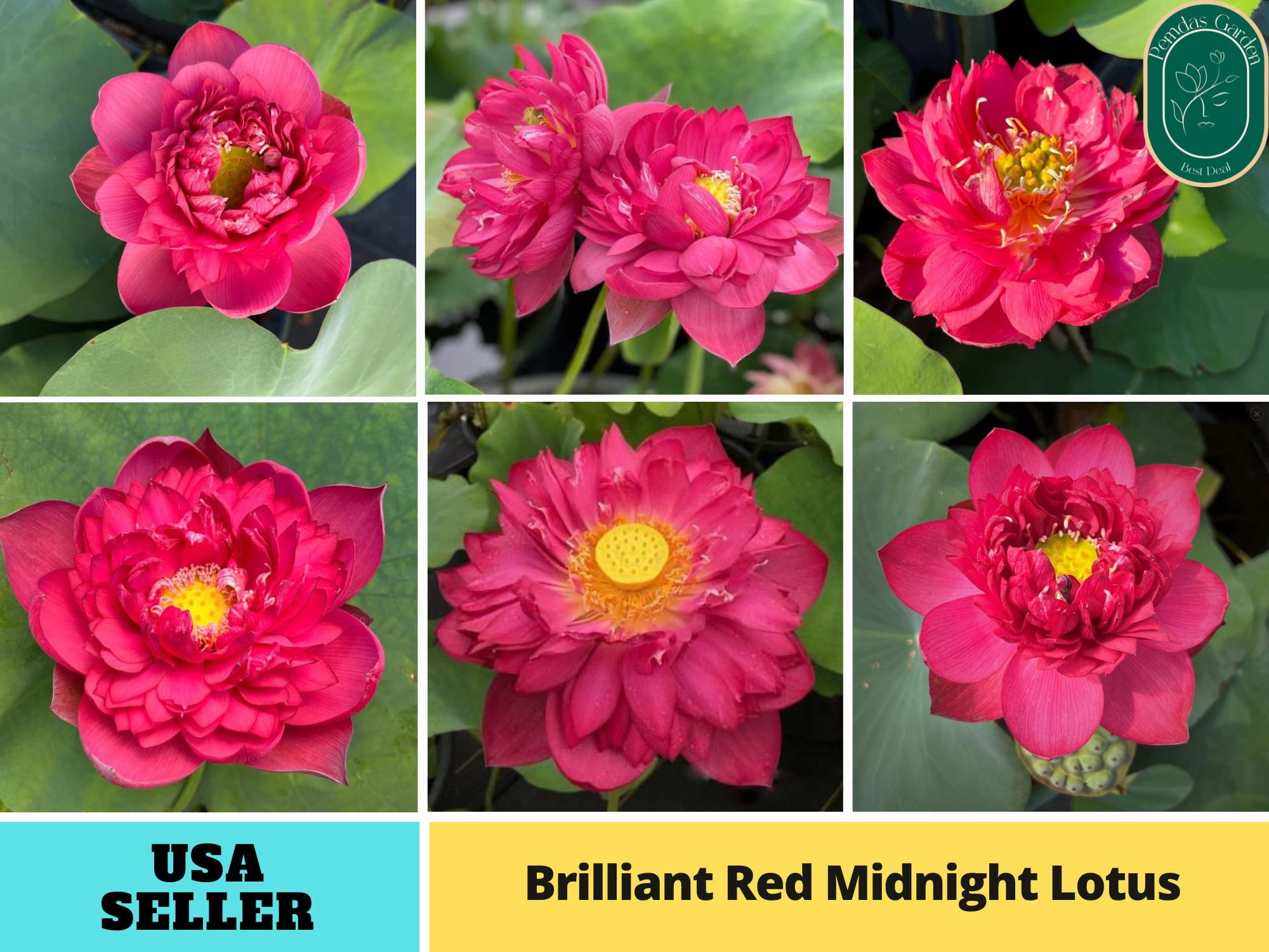 5 Rare Seeds| Brilliant Red Midnight Lotus Seeds -Red Commander lotus ...