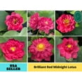 5 Rare Seeds| Brilliant Red Midnight Lotus Seeds -Red Commander lotus ...