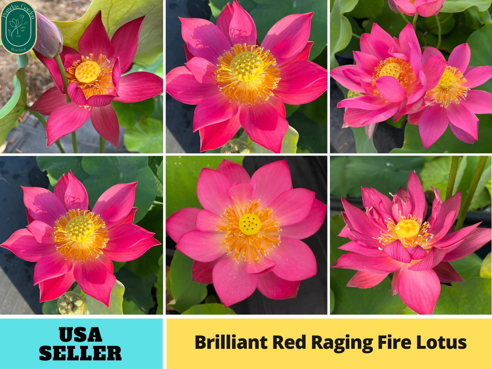 5 Rare Seeds| Brilliant Red Raging Fire Lotus Seeds - Indian Lotus ...