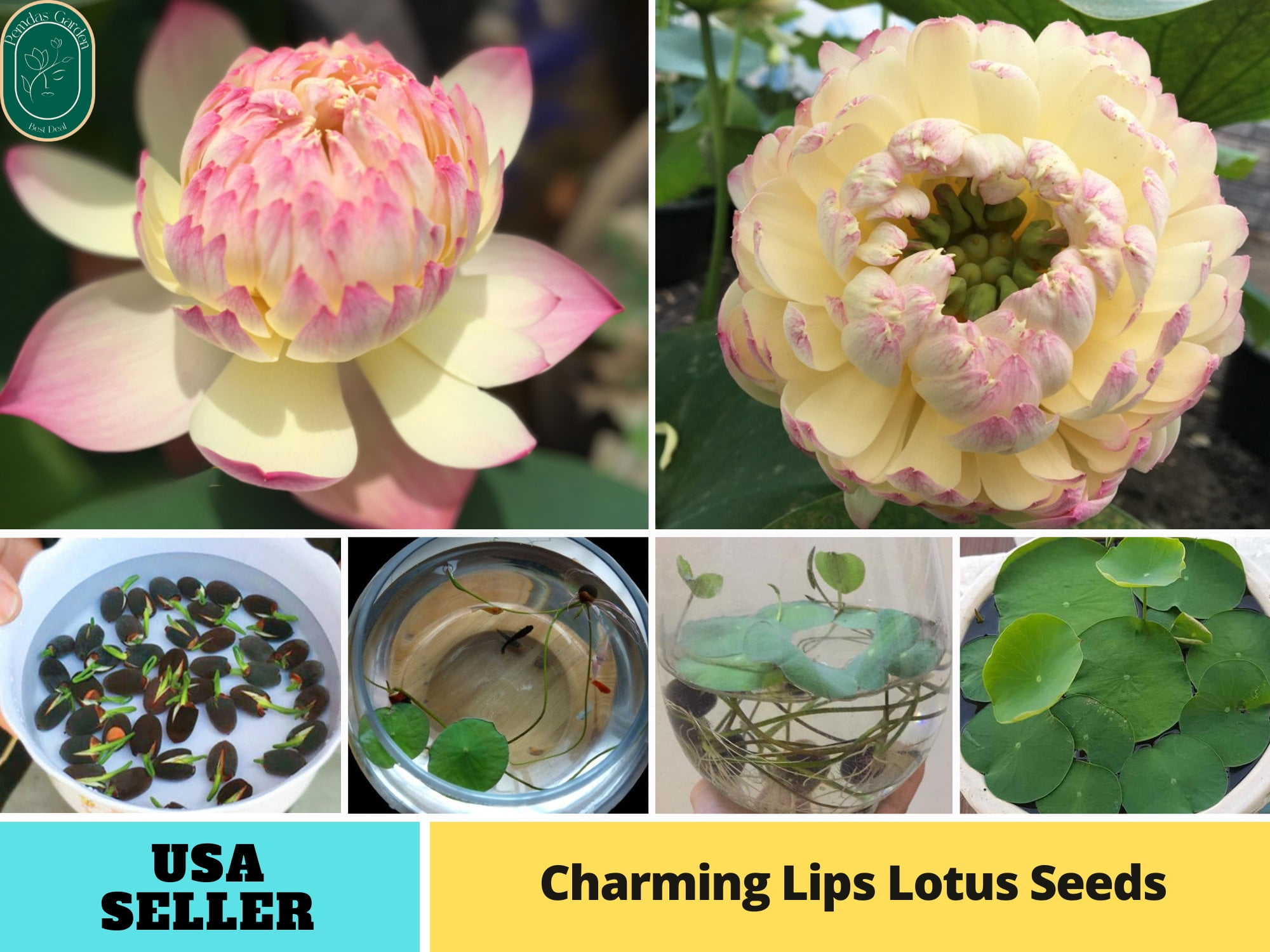 5 Rare Seeds| Charming Lips Lotus Seeds - Indian Lotus (Nelumbo ...