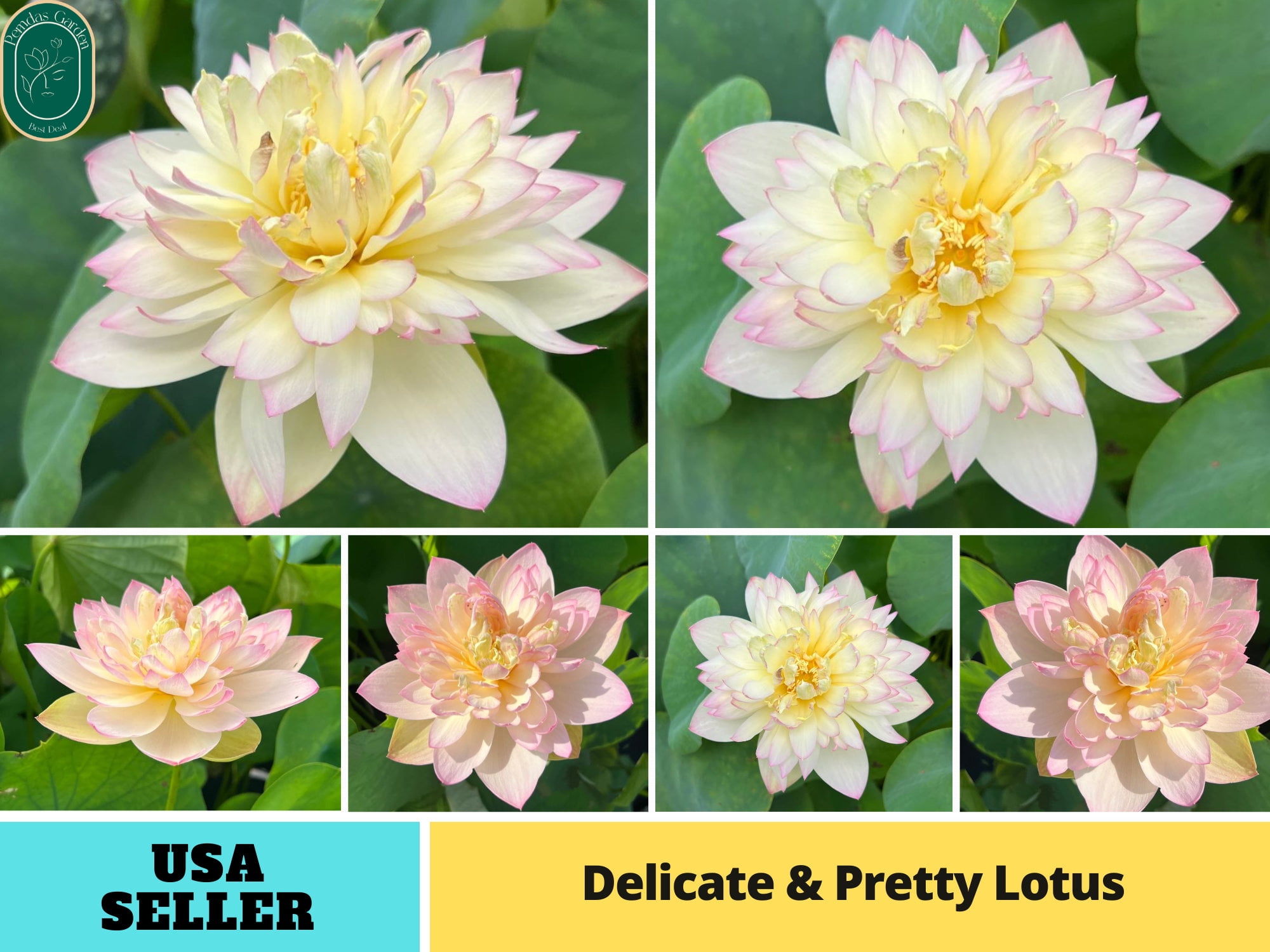 5 Rare Seeds| Delicate & Pretty Lotus Seeds - Indian Lotus (Nelumbo ...