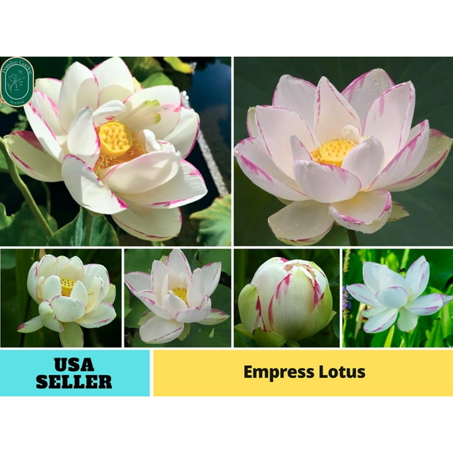 5 Rare Seeds| Empress Lotus Seeds - Indian Lotus (Nelumbo nucifera ...