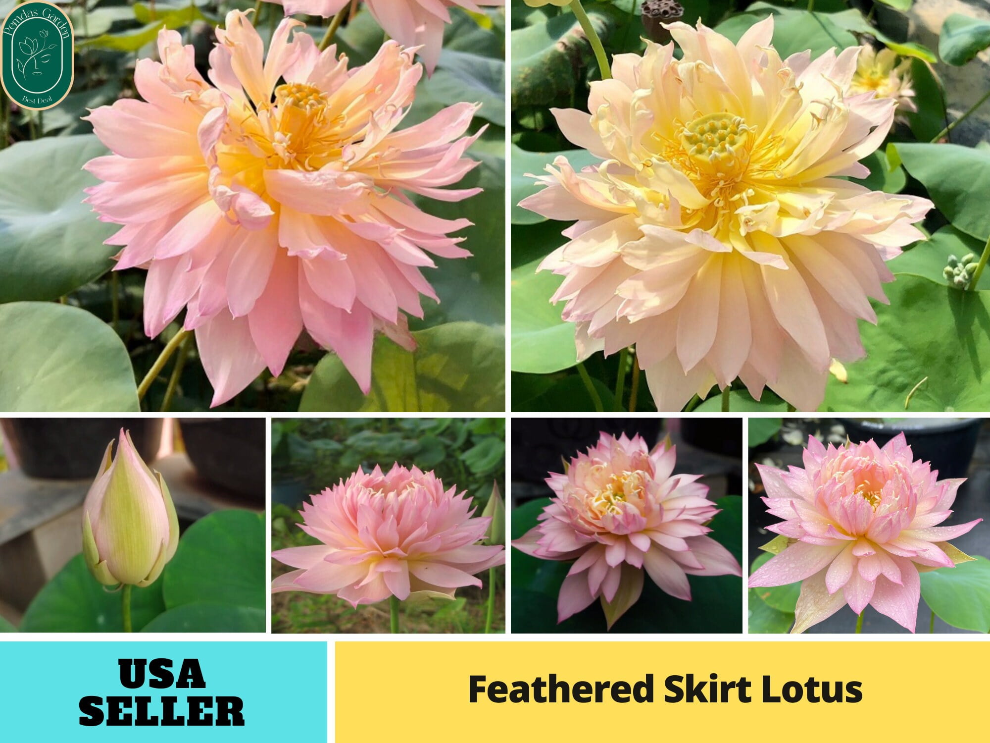 5 Rare Seeds| Feathered Skirt Lotus Seeds - Indian Lotus (Nelumbo ...