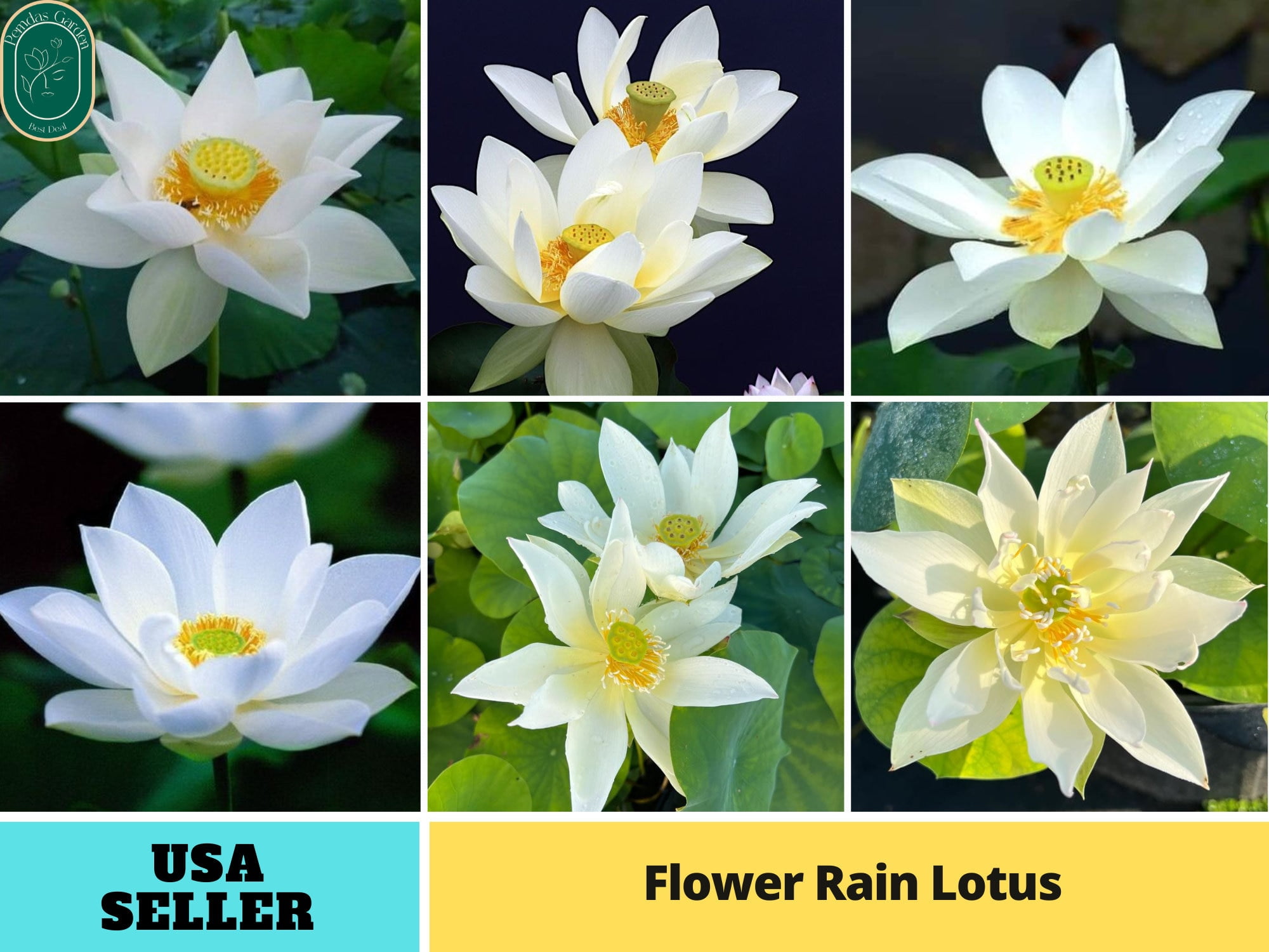 5 Rare Seeds| Flower Rain Lotus Seeds - Indian Lotus (Nelumbo nucifera ...