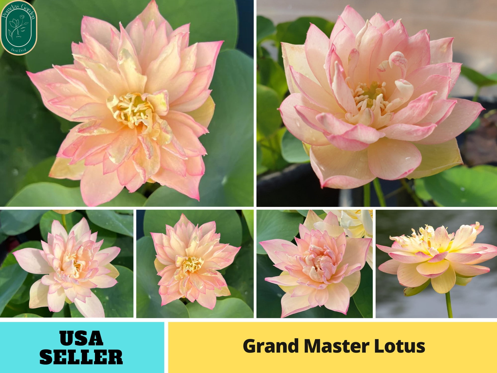 5 Rare Seeds| Grand Master Lotus Seeds - Indian Lotus (Nelumbo nucifera ...