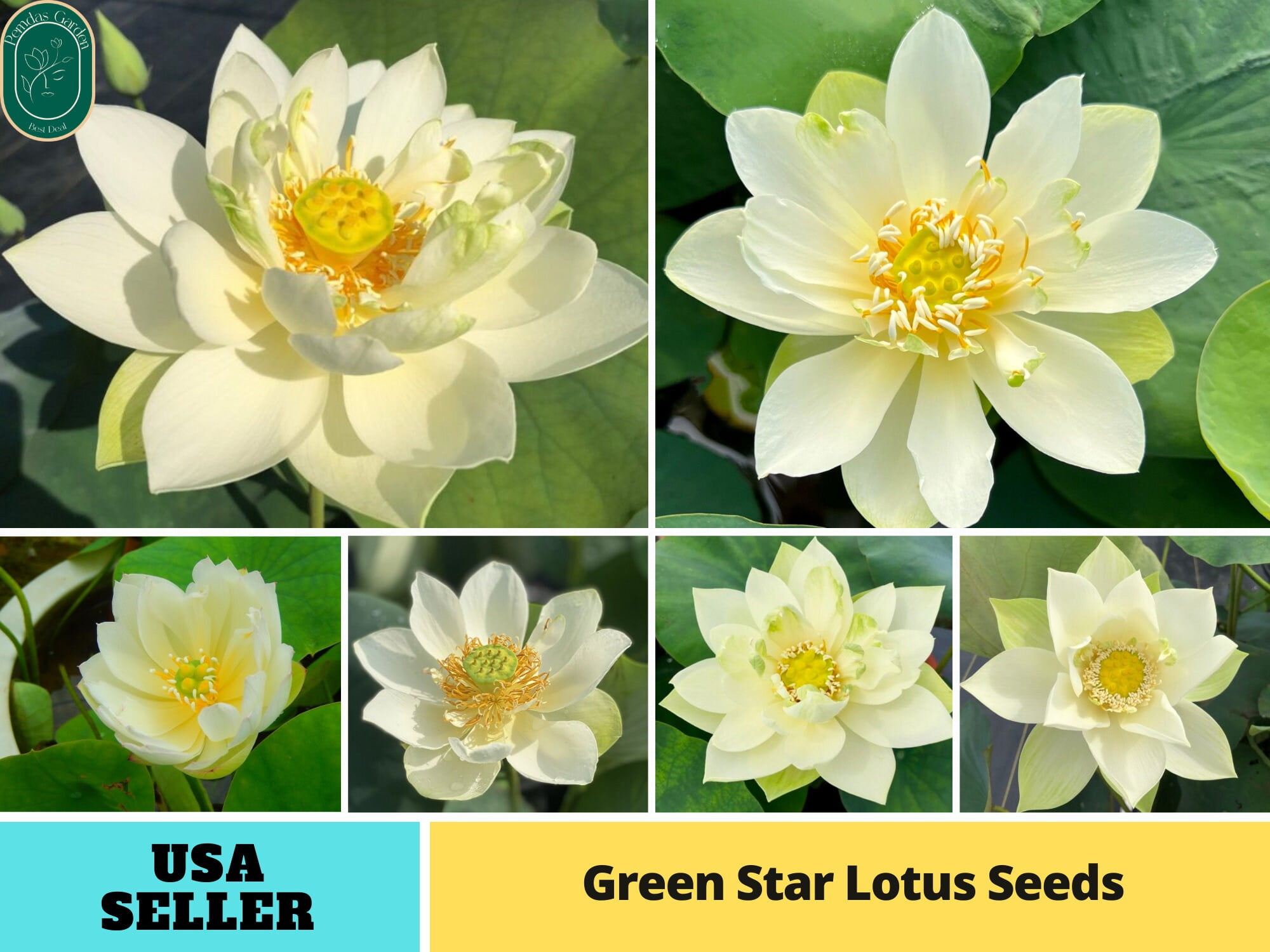 5 Rare Seeds| Green Star Lotus Seeds - Indian Lotus (Nelumbo nucifera ...