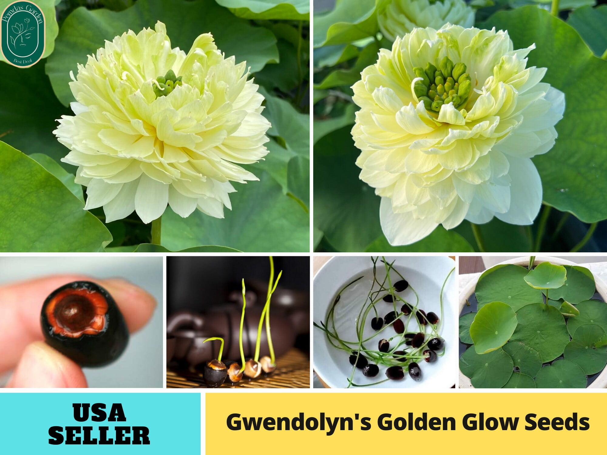 5 Rare Seeds| Gwendolyn's Golden Glow Seeds - Indian Lotus (Nelumbo ...