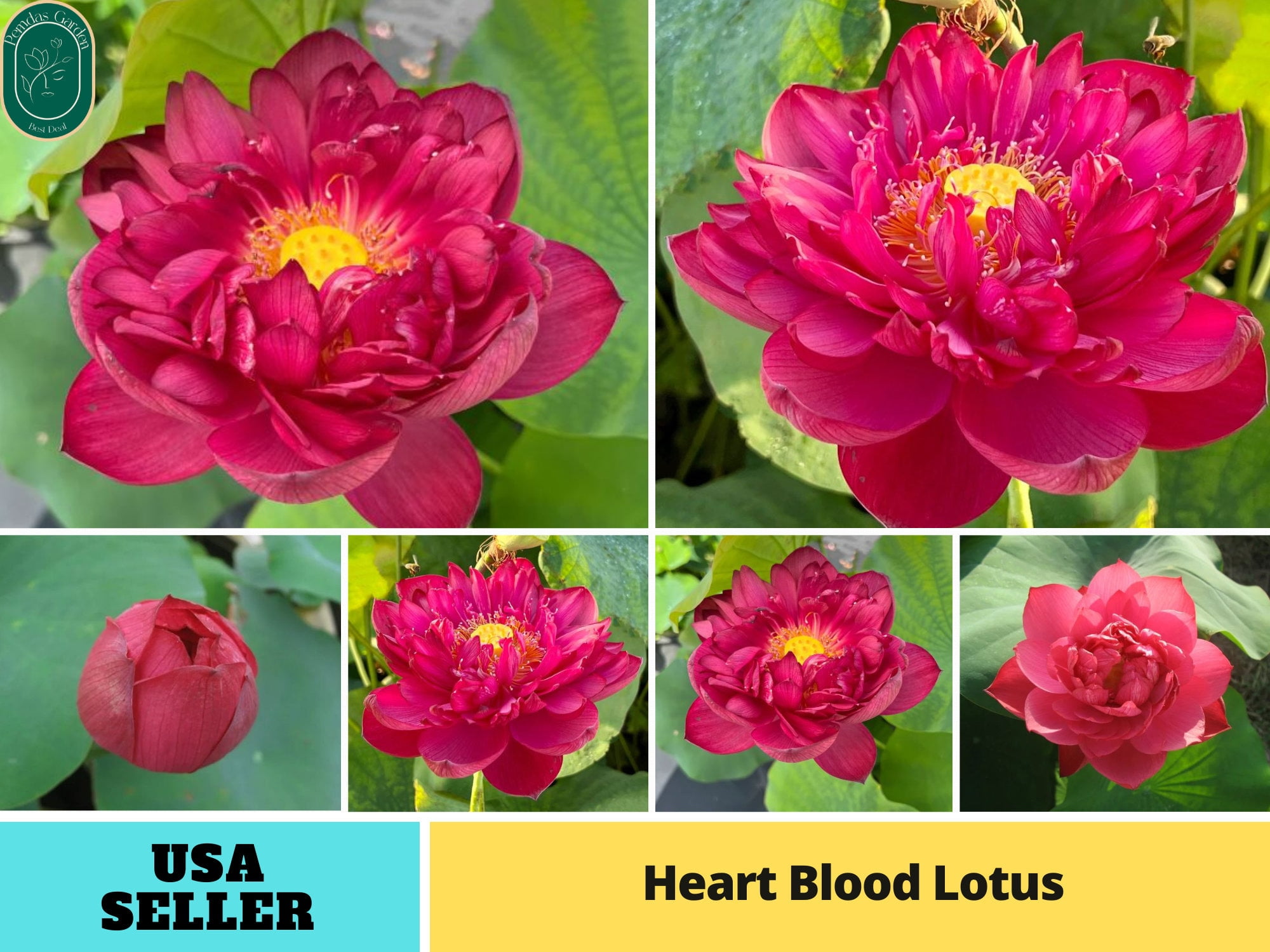 5 Rare Seeds| Heart Blood Lotus Seeds - Indian Lotus (Nelumbo nucifera ...