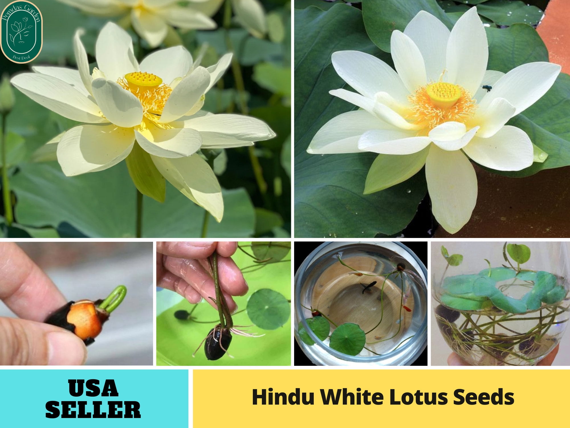 5 Rare Seeds| Hindu White Lotus Seeds - Indian Lotus (Nelumbo nucifera ...