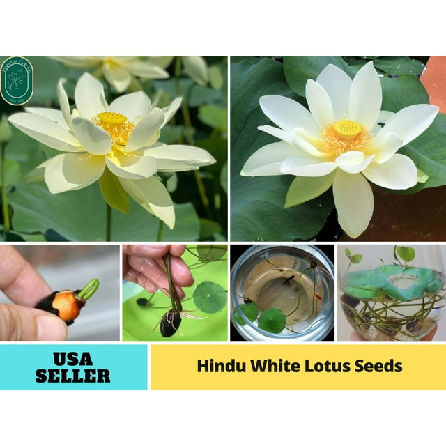 5 Rare Seeds| Hindu White Lotus Seeds - Indian Lotus (Nelumbo nucifera ...