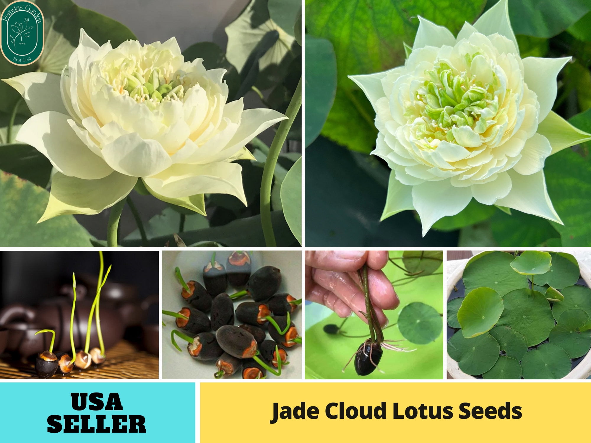 5 Rare Seeds| Jade Cloud Lotus Seeds - Indian Lotus (Nelumbo nucifera ...