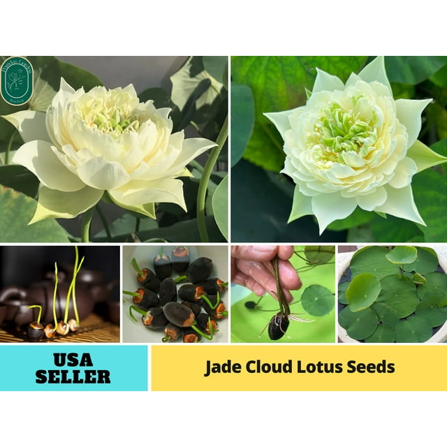 5 Rare Seeds| Jade Cloud Lotus Seeds - Indian Lotus (Nelumbo nucifera) Seeds - Flower Seeds ...