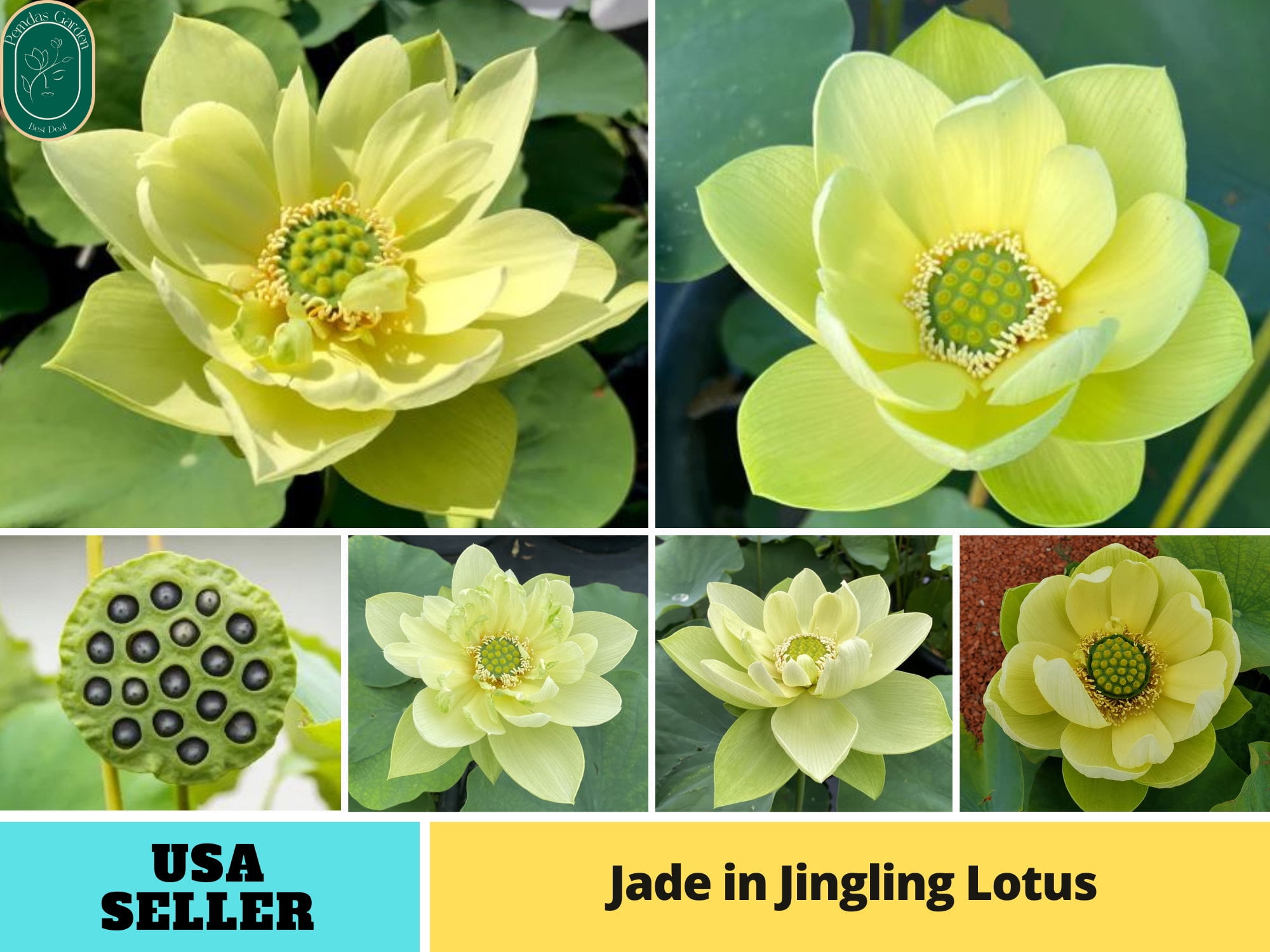 5 Rare Seeds| Jade in Jingling Lotus Seeds - Indian Lotus (Nelumbo ...