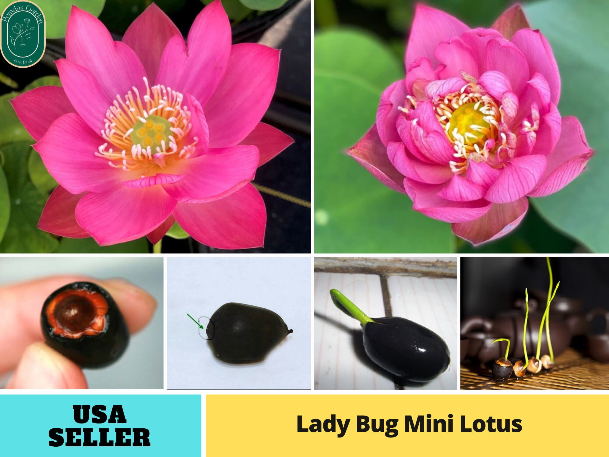 5 Rare Seeds| Lady Bug Mini Lotus Seeds - Indian Lotus (Nelumbo ...