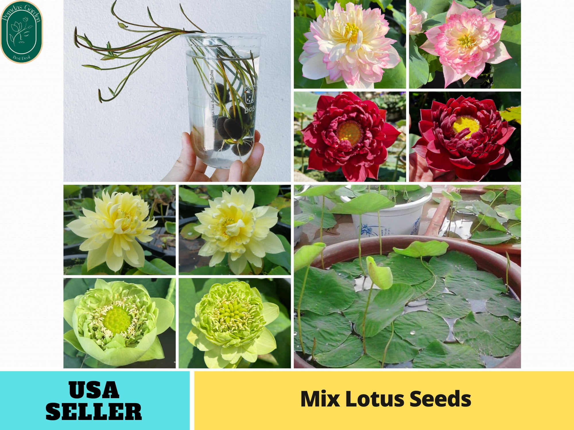 5 Rare Seeds| Mix Lotus Seeds - Indian Lotus (Nelumbo nucifera) Seeds ...