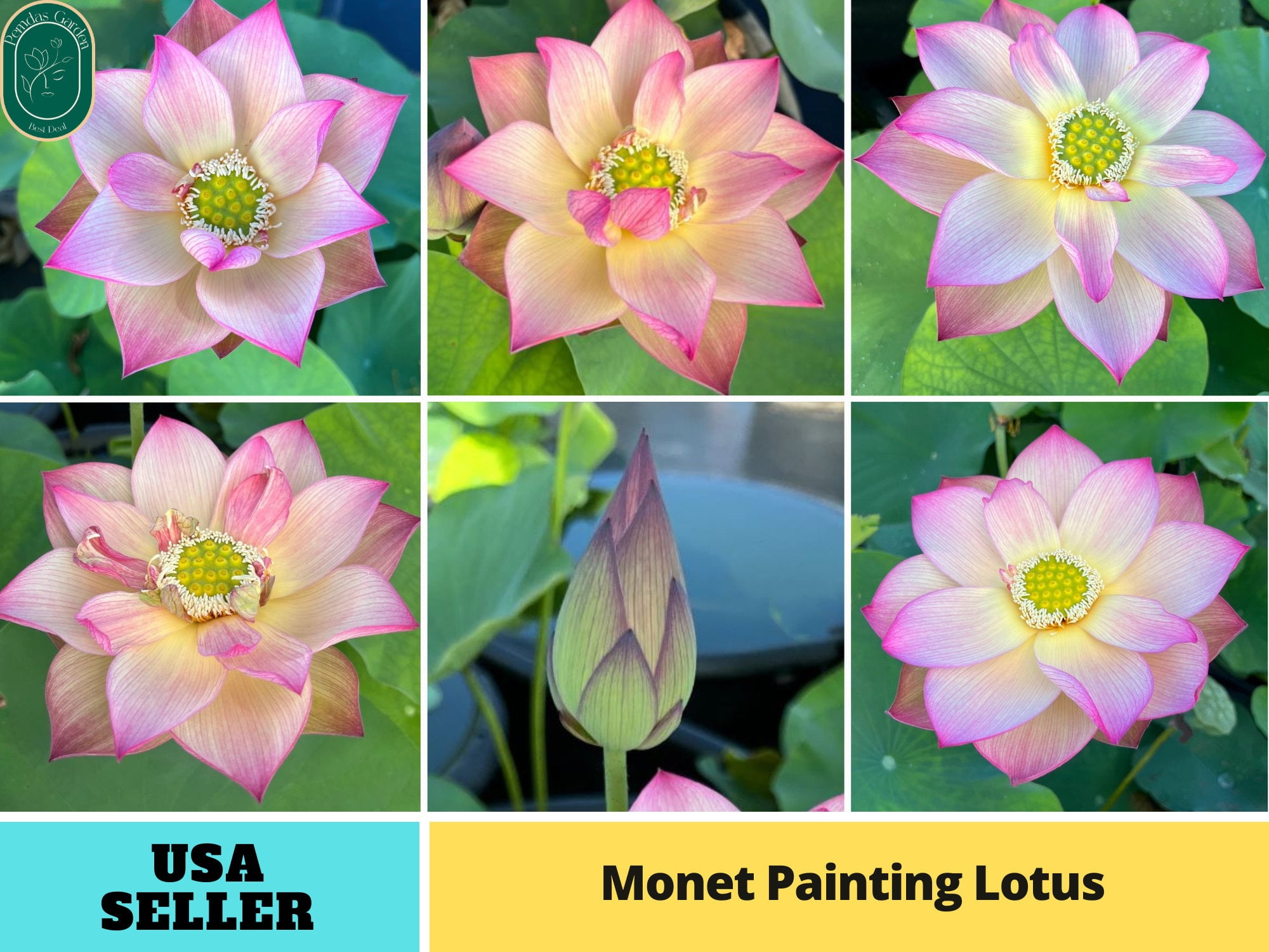 5 Rare Seeds| Monet Painting Lotus Seeds - Indian Lotus (Nelumbo ...