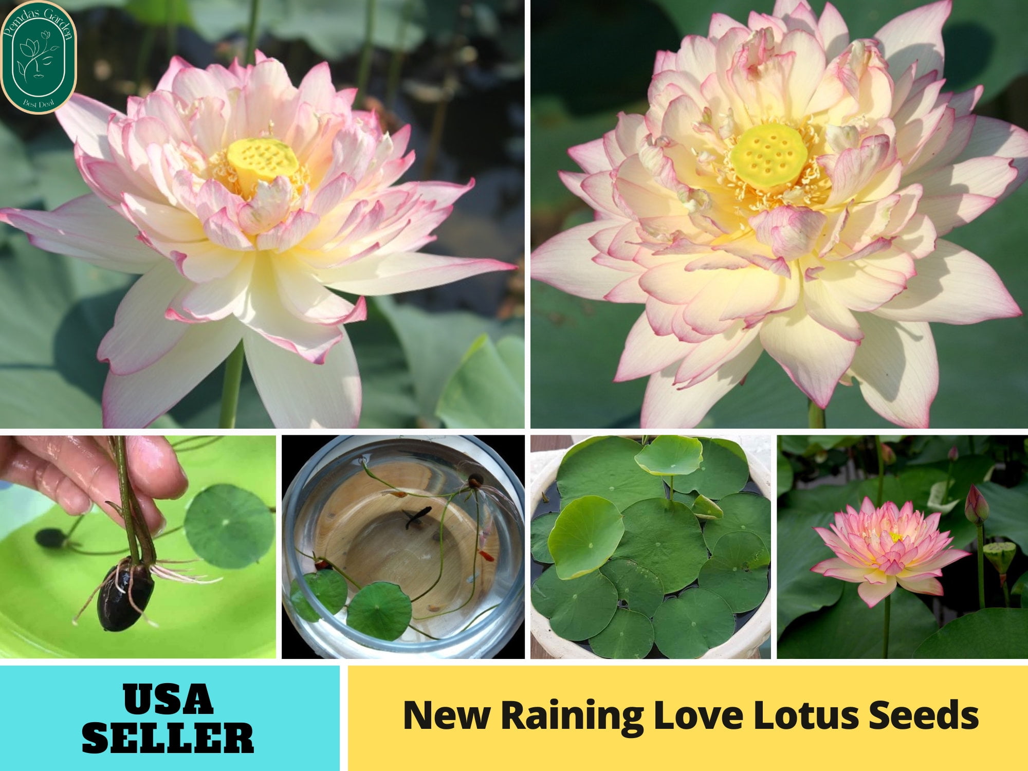 5 Rare Seeds| New Raining Love Lotus Seeds - Indian Lotus (Nelumbo ...