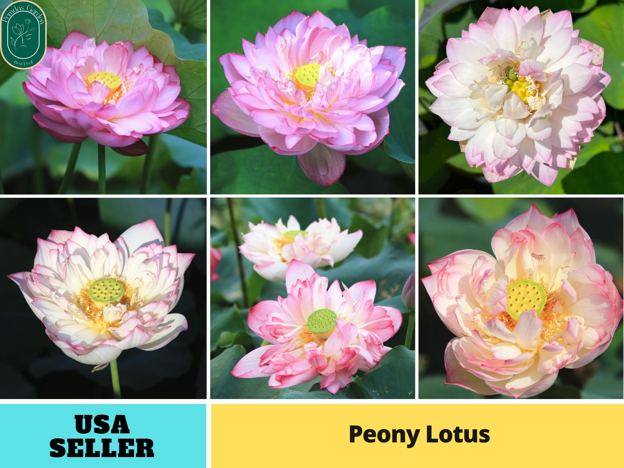 5 Rare Seeds| Peony Lotus Seeds - Indian Lotus (Nelumbo nucifera) Seeds ...
