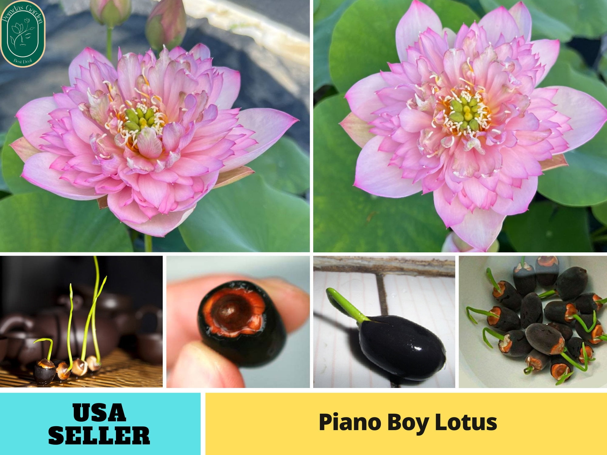 5 Rare Seeds| Piano Boy Lotus Seeds - Indian Lotus (Nelumbo nucifera ...