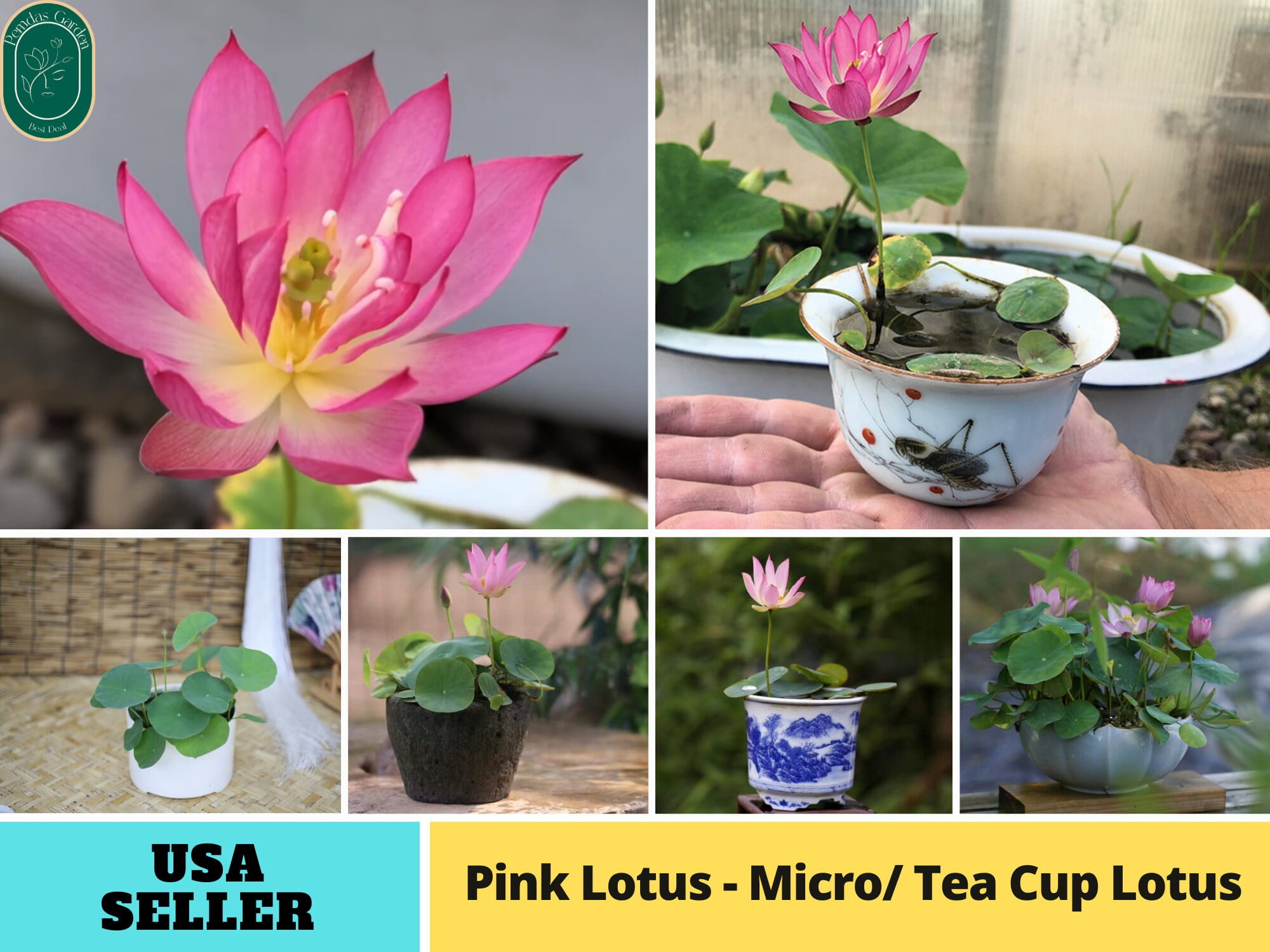 5 Rare Seeds| Pink Lotus - Micro/ Tea Cup Lotus Seeds - Indian Lotus (Nelumbo nucifera) Seeds ...