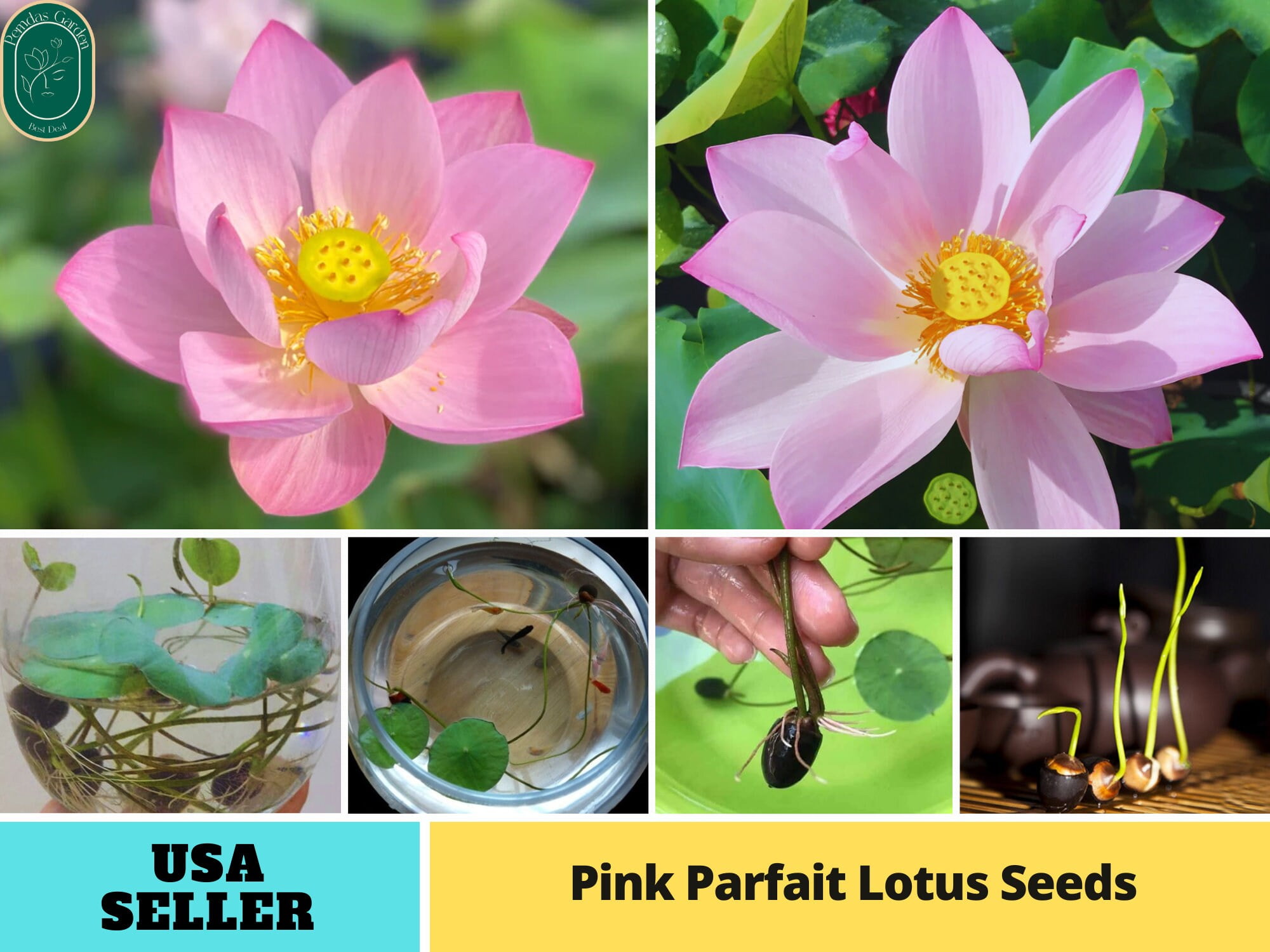 5 Rare Seeds| Pink Parfait Lotus Seeds - Indian Lotus (Nelumbo nucifera ...