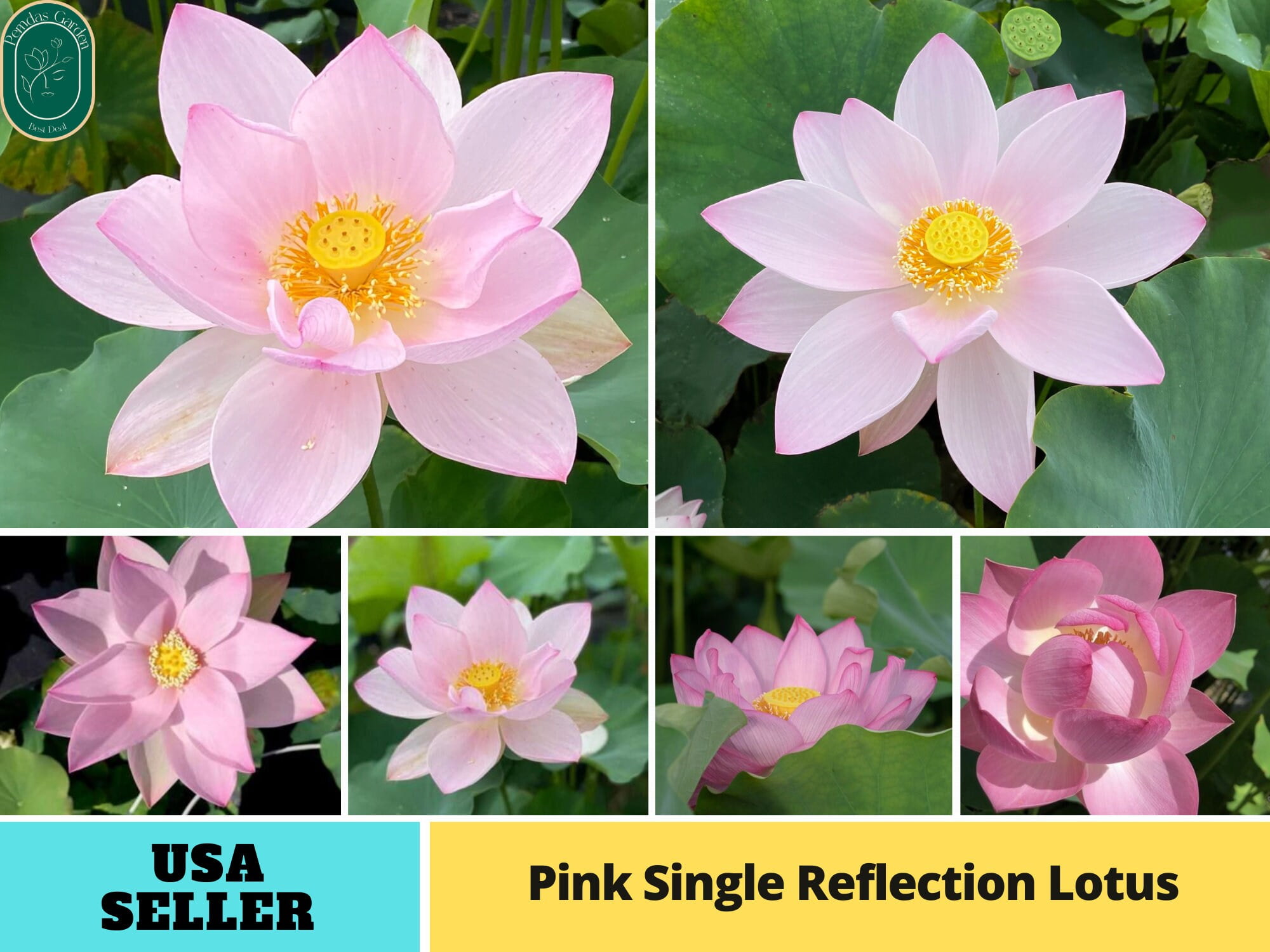 5 Rare Seeds| Pink Single Reflection Lotus Seeds - Indian Lotus ...