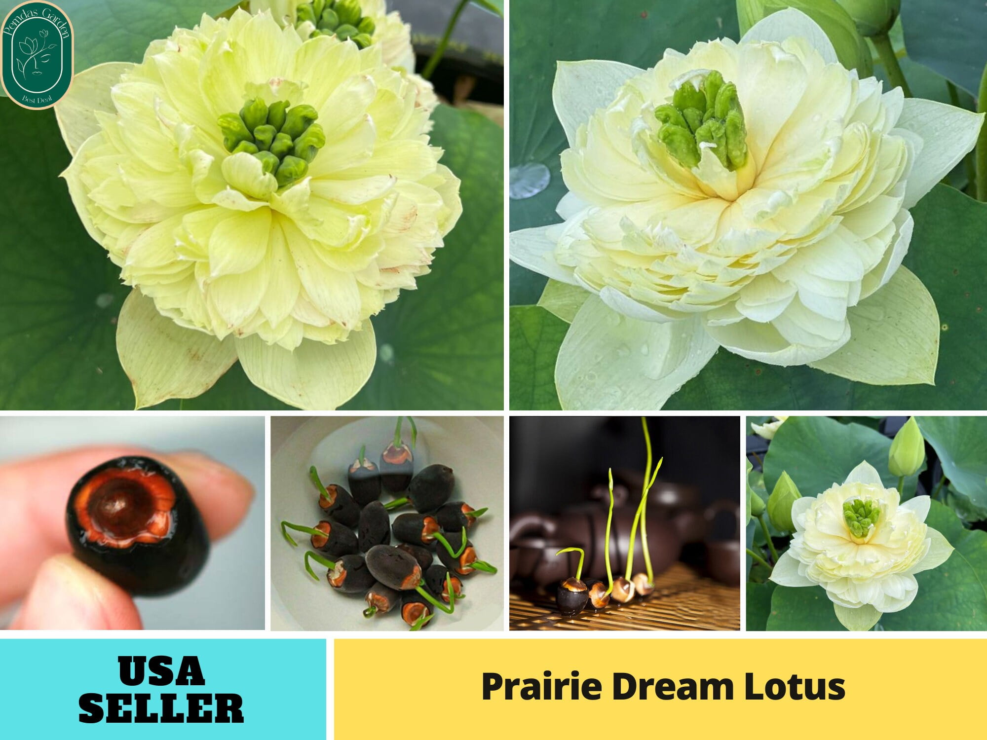 5 Rare Seeds| Prairie Dream Lotus Seeds - Indian Lotus (Nelumbo ...