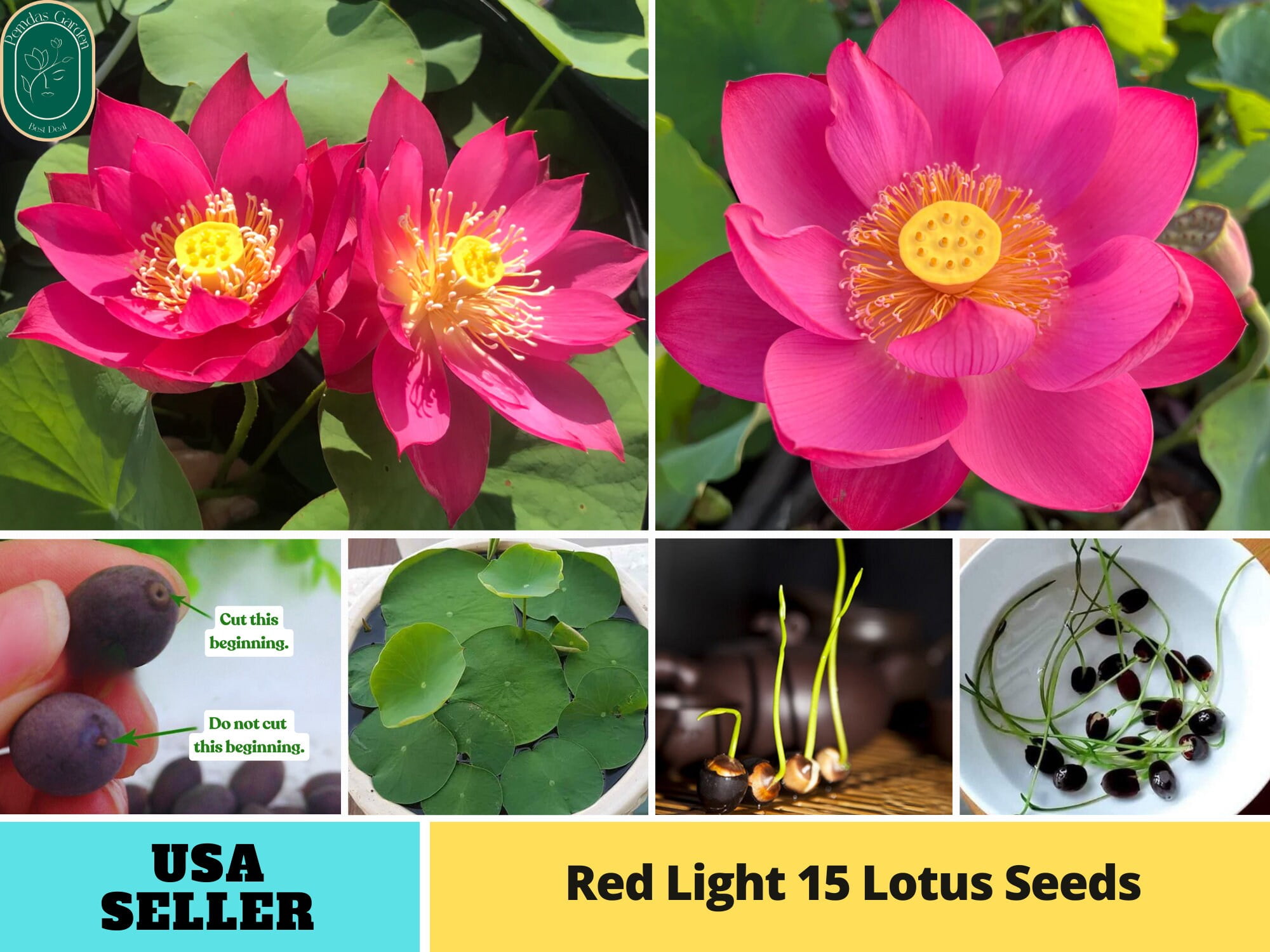 5 Rare Seeds| Red Light 15 Lotus Seeds - Indian Lotus (Nelumbo nucifera ...