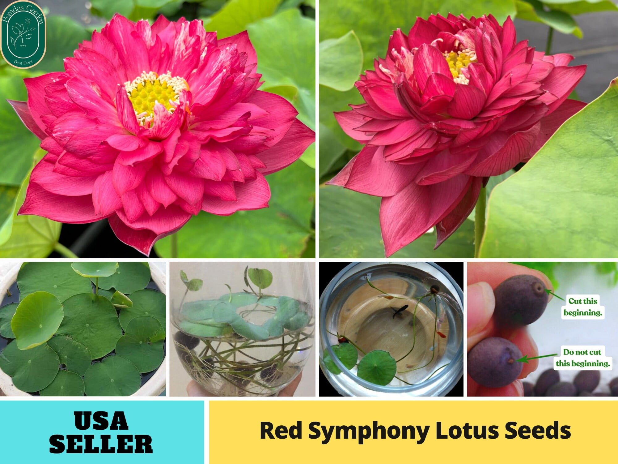 5 Rare Seeds| Red Symphony Lotus Seeds - Indian Lotus (Nelumbo nucifera ...