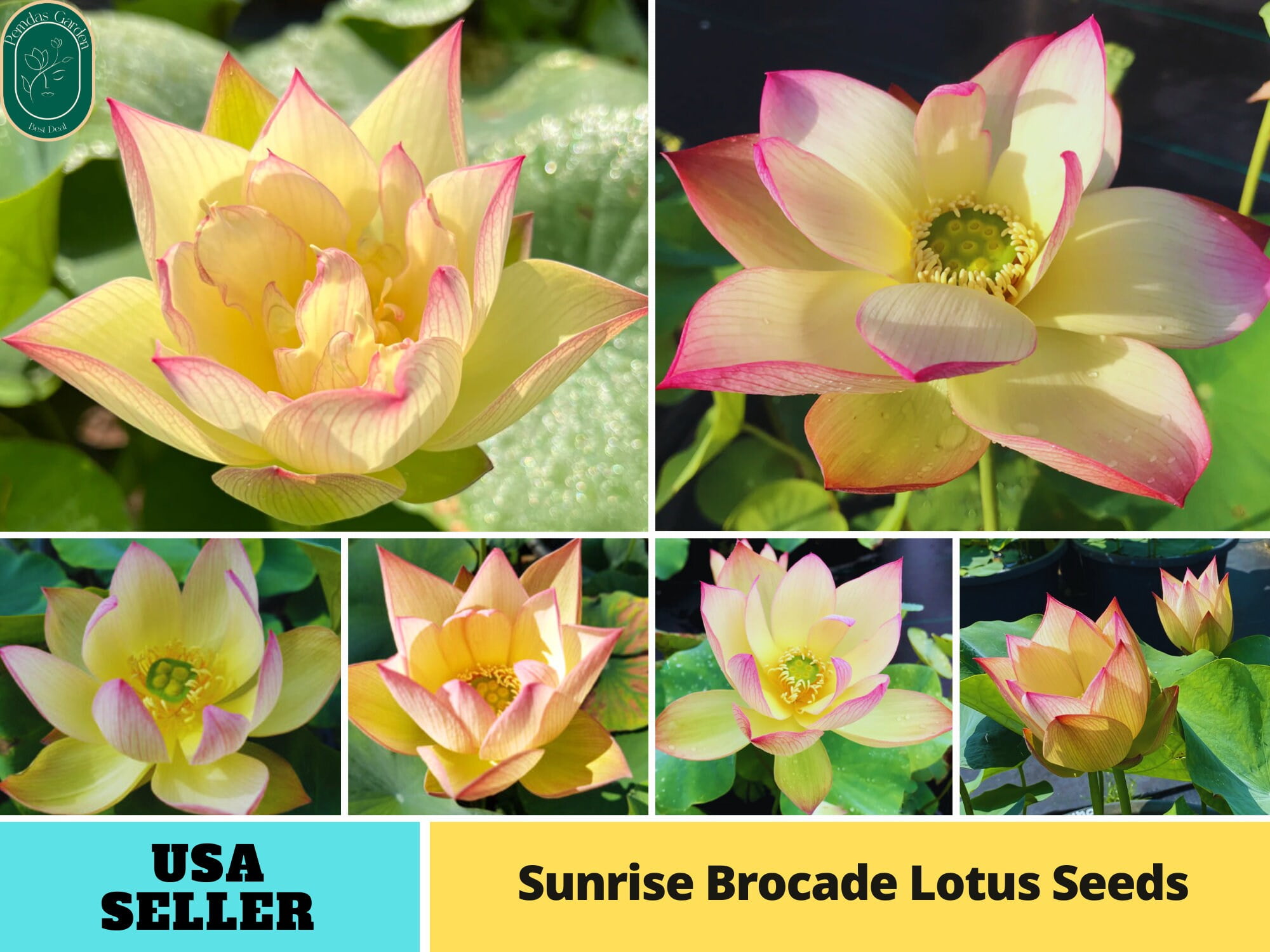 5 Rare Seeds| Sunrise Brocade Lotus Seeds - Indian Lotus (Nelumbo ...