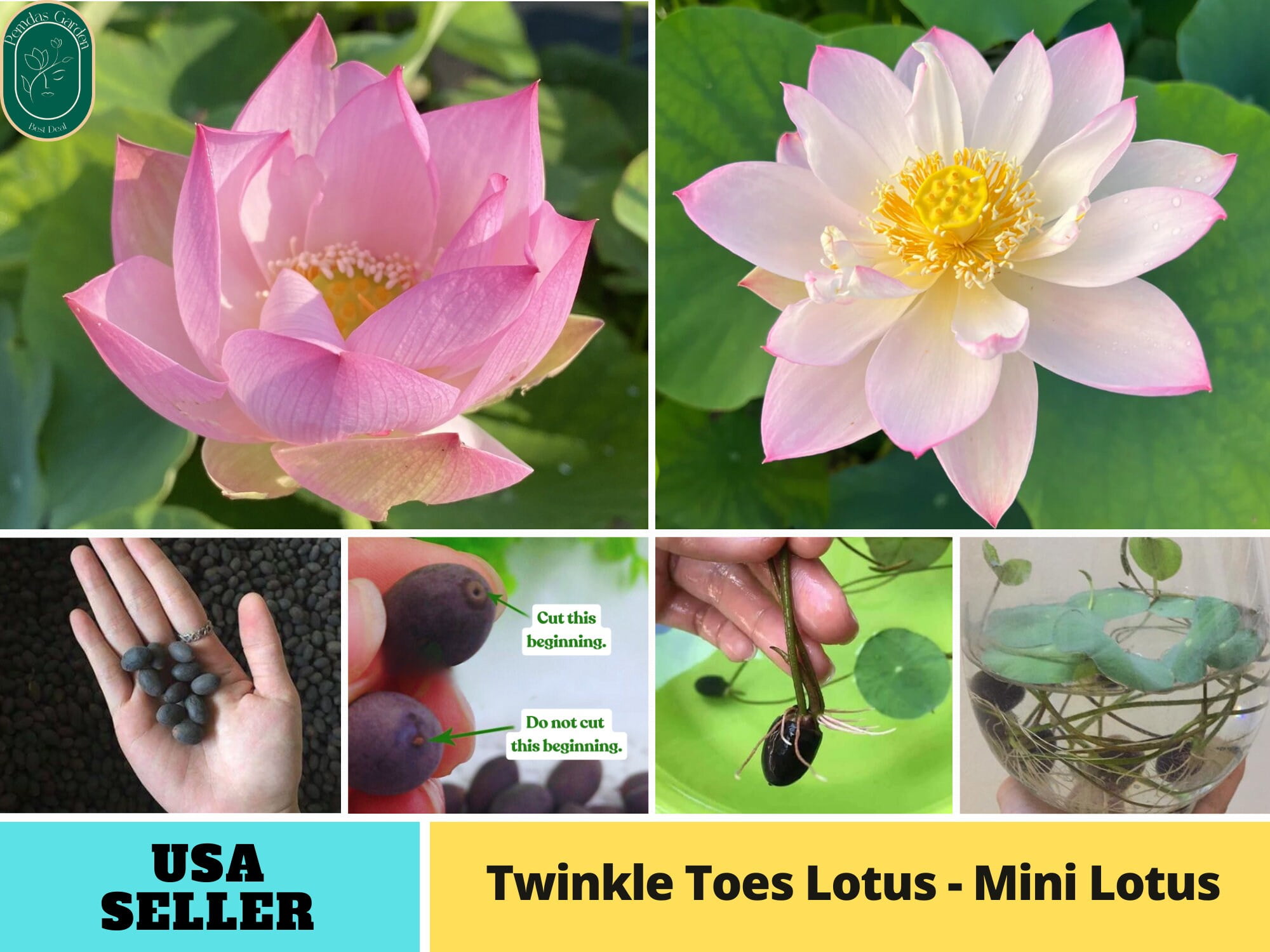 5 Rare Seeds| Twinkle Toes Lotus -MINI LOTUS Seeds - Indian Lotus ...