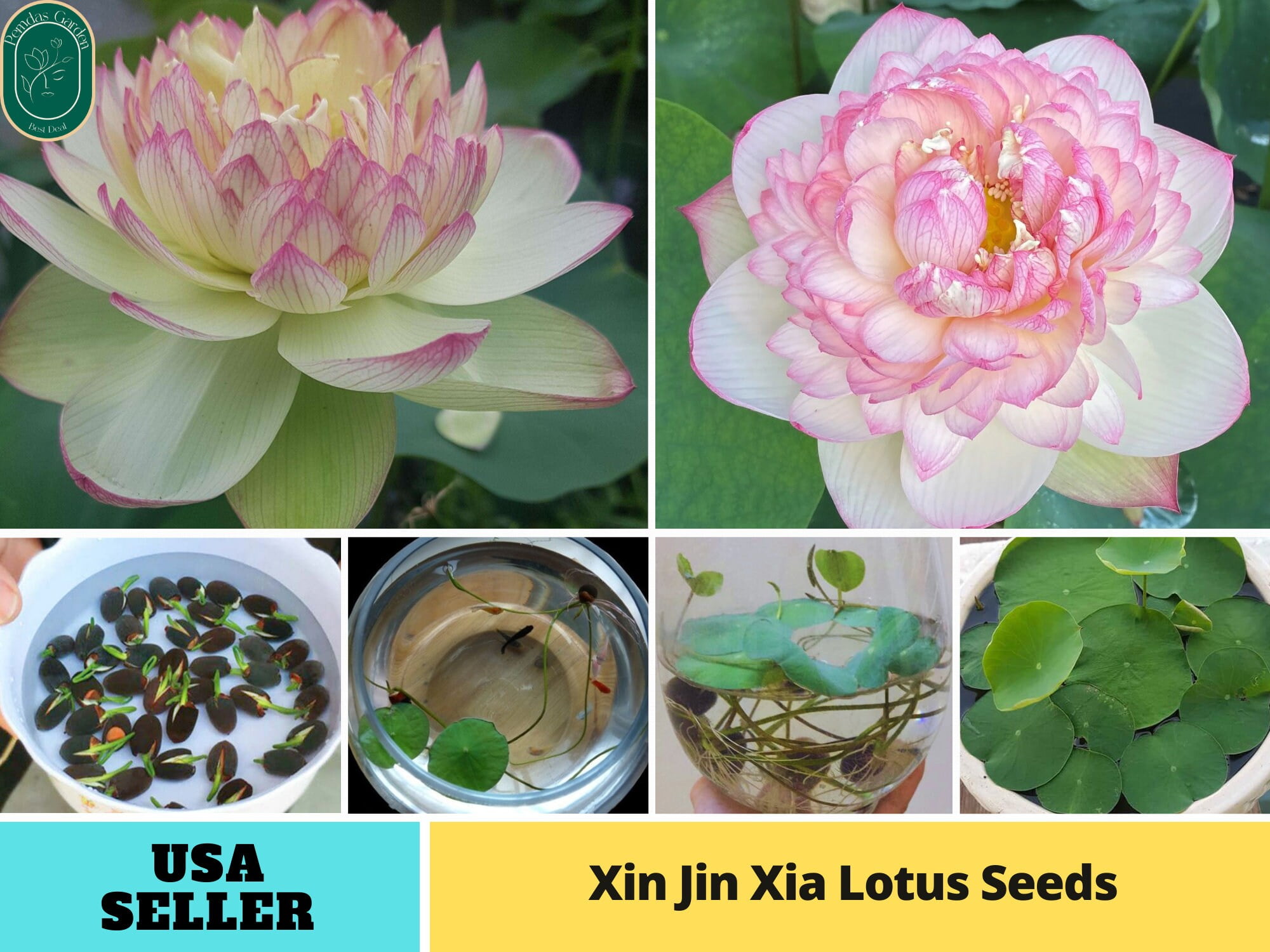 5 Rare Seeds| Xin Jin Xia Lotus Seeds - Indian Lotus (Nelumbo nucifera) Seeds - Flower Seeds ...