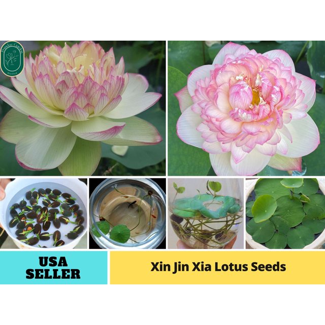 5 Rare Seeds| Xin Jin Xia Lotus Seeds - Indian Lotus (Nelumbo nucifera ...