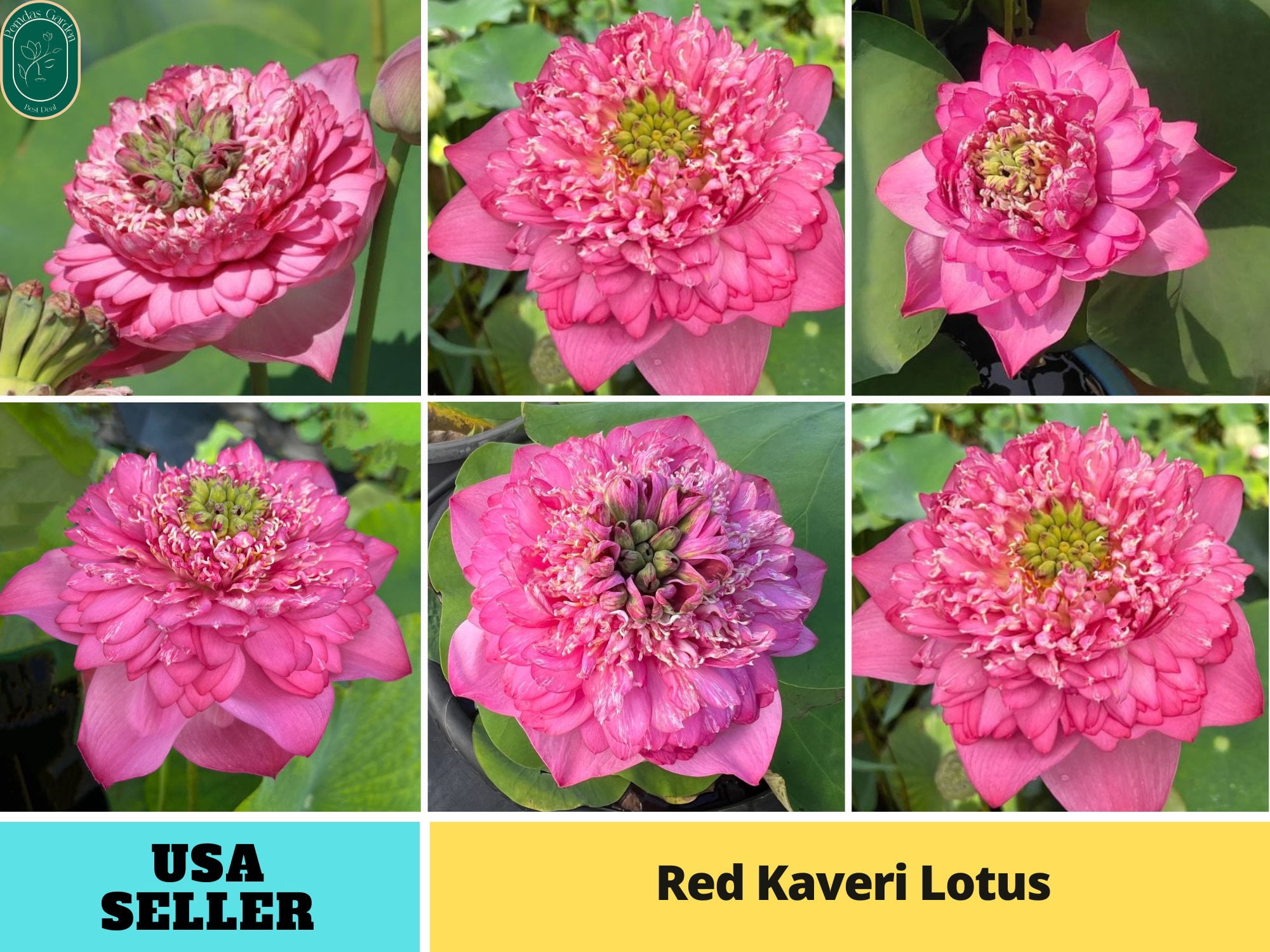 5 Rase Seeds | Red Kaveri Lotus Seeds -Indian Lotus (Nelumbo nucifera ...