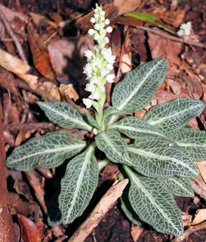5 Rattlesnake Orchid Bareroots - White Flower Plant - Walmart.com