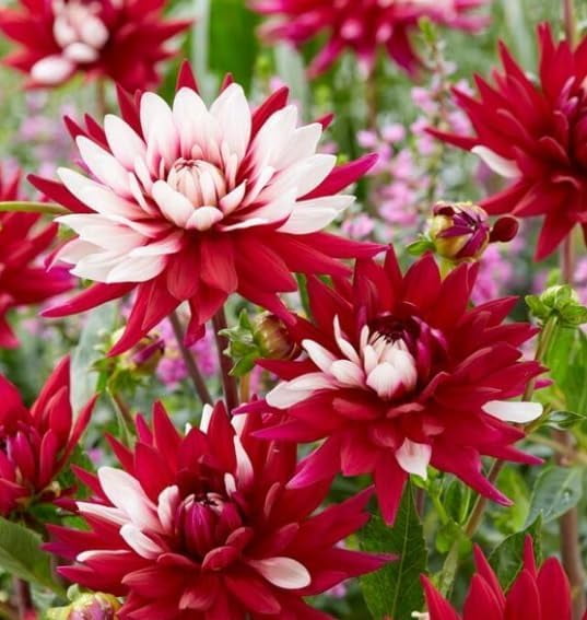 5 "Rebecca's World" Dahlia Tubers for Planting - Stunning and Giant Red ...