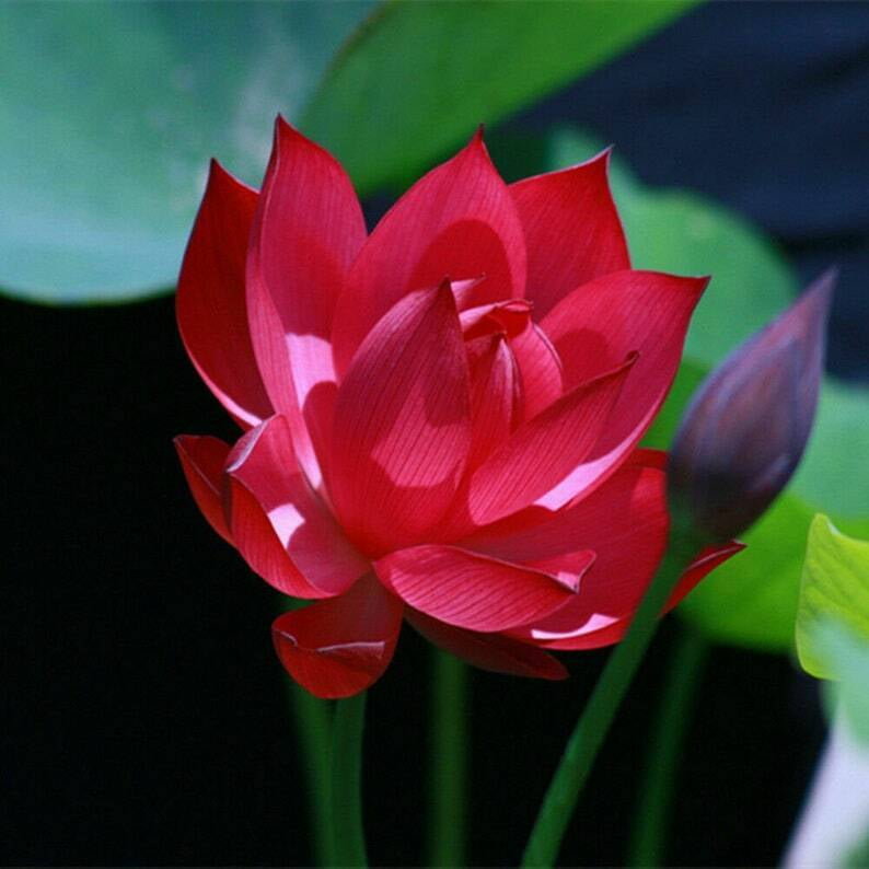 5 Red Lotus Seeds Nelumbo nucifera Flowering Blooms Hardy Tropical Seed ...