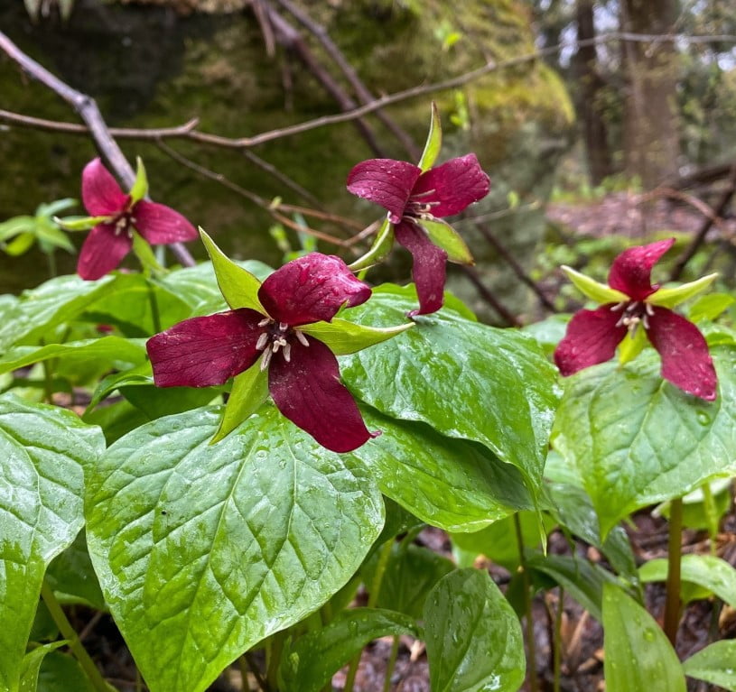 5 Red Trillium Bulbs for Planting - Trillium Erectum - Wildflowers ...
