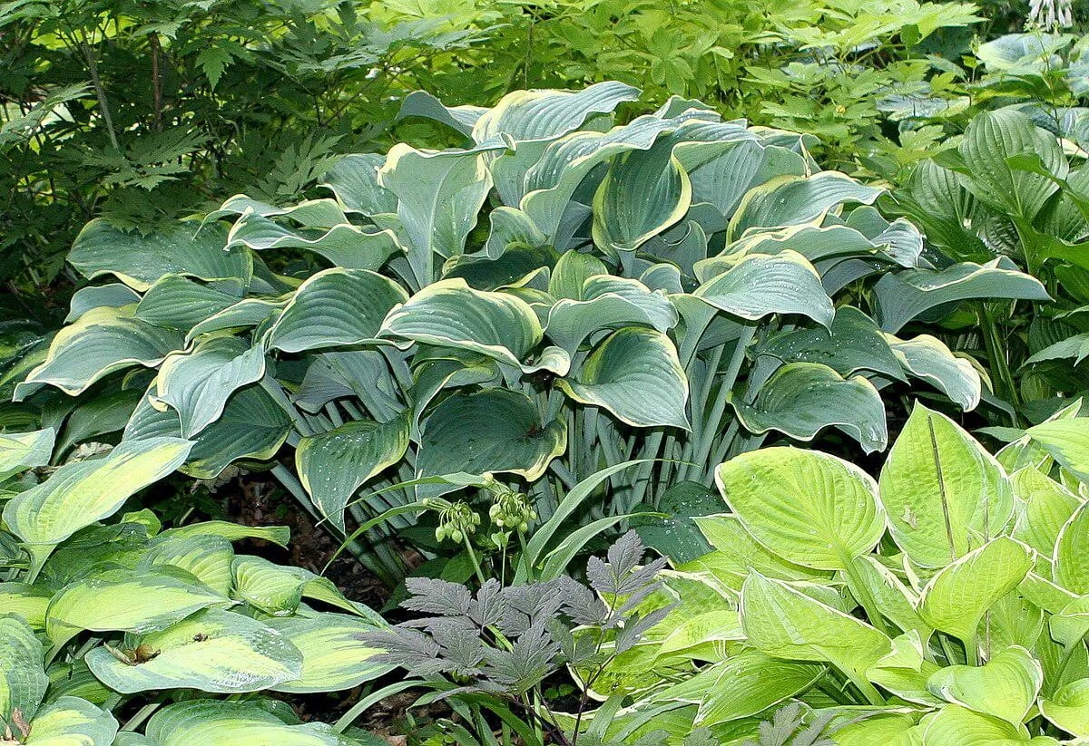5 Regal splendor Hosta Bareroot - Walmart.com
