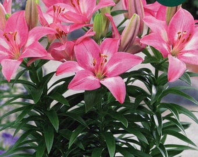 5 Rozalynn Asiatic Lilium Bulbs - Walmart.com