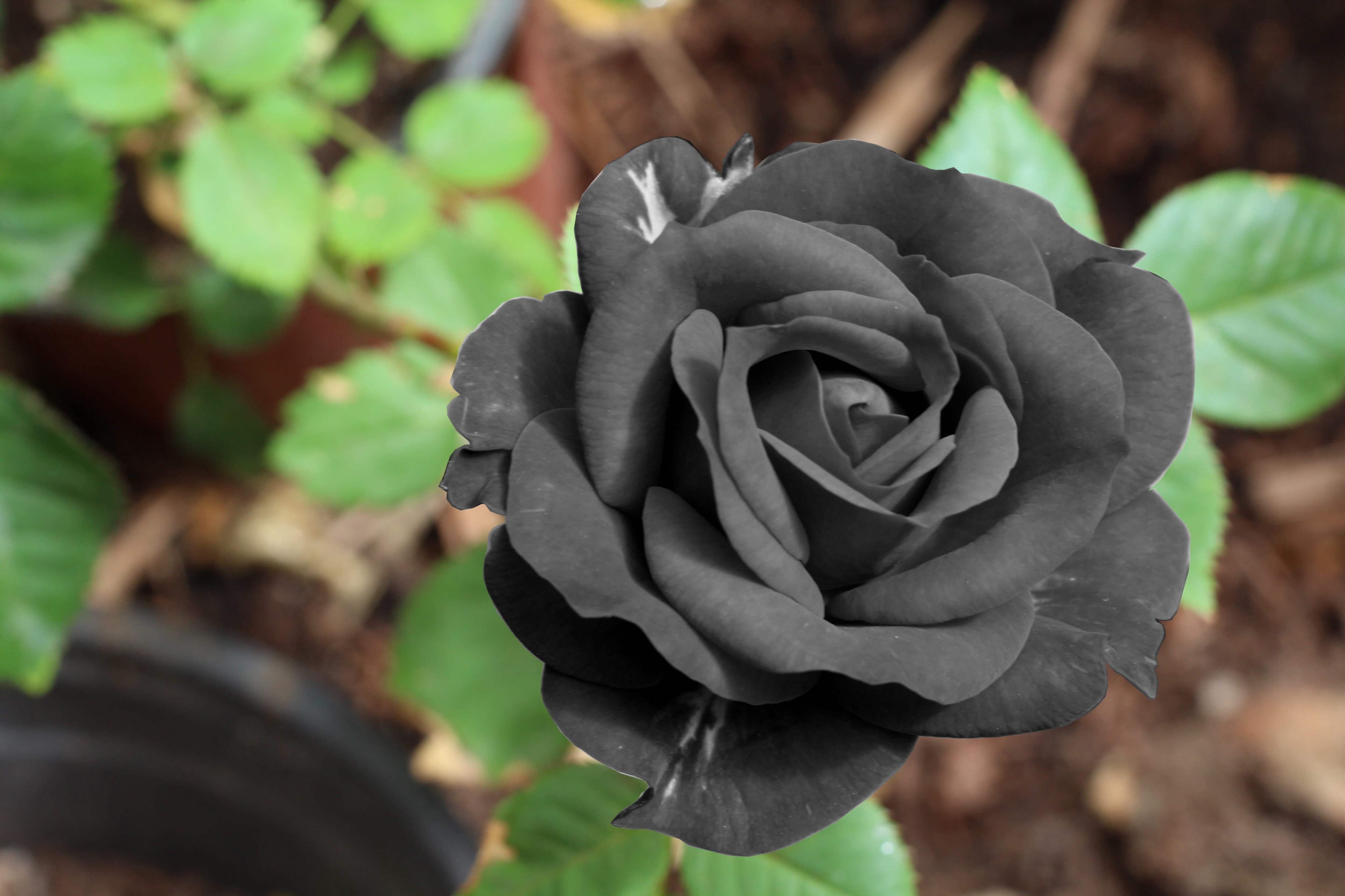 Seedville Black Rose Seeds Rosa Bush Perennial Flower with Dark Maroon ...
