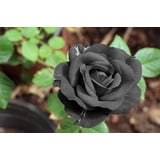 Seedville Black Rose Seeds Rosa Bush Perennial Flower with Dark Maroon ...