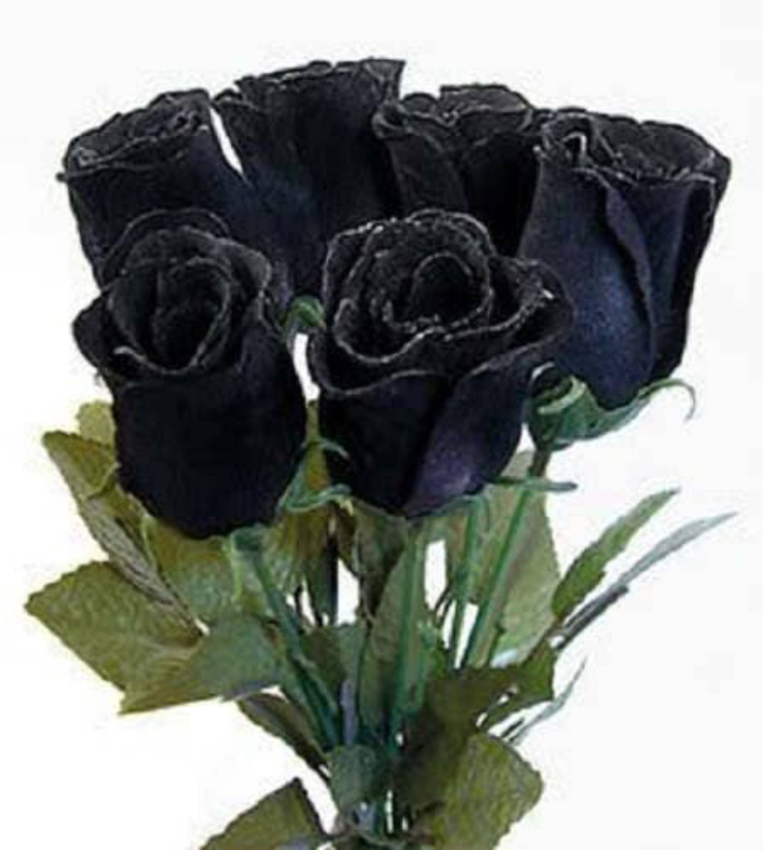 5 * SEEDS * BLACK ROSE Rosa Bush Shrub Perennial Flower Seeds - Walmart.com