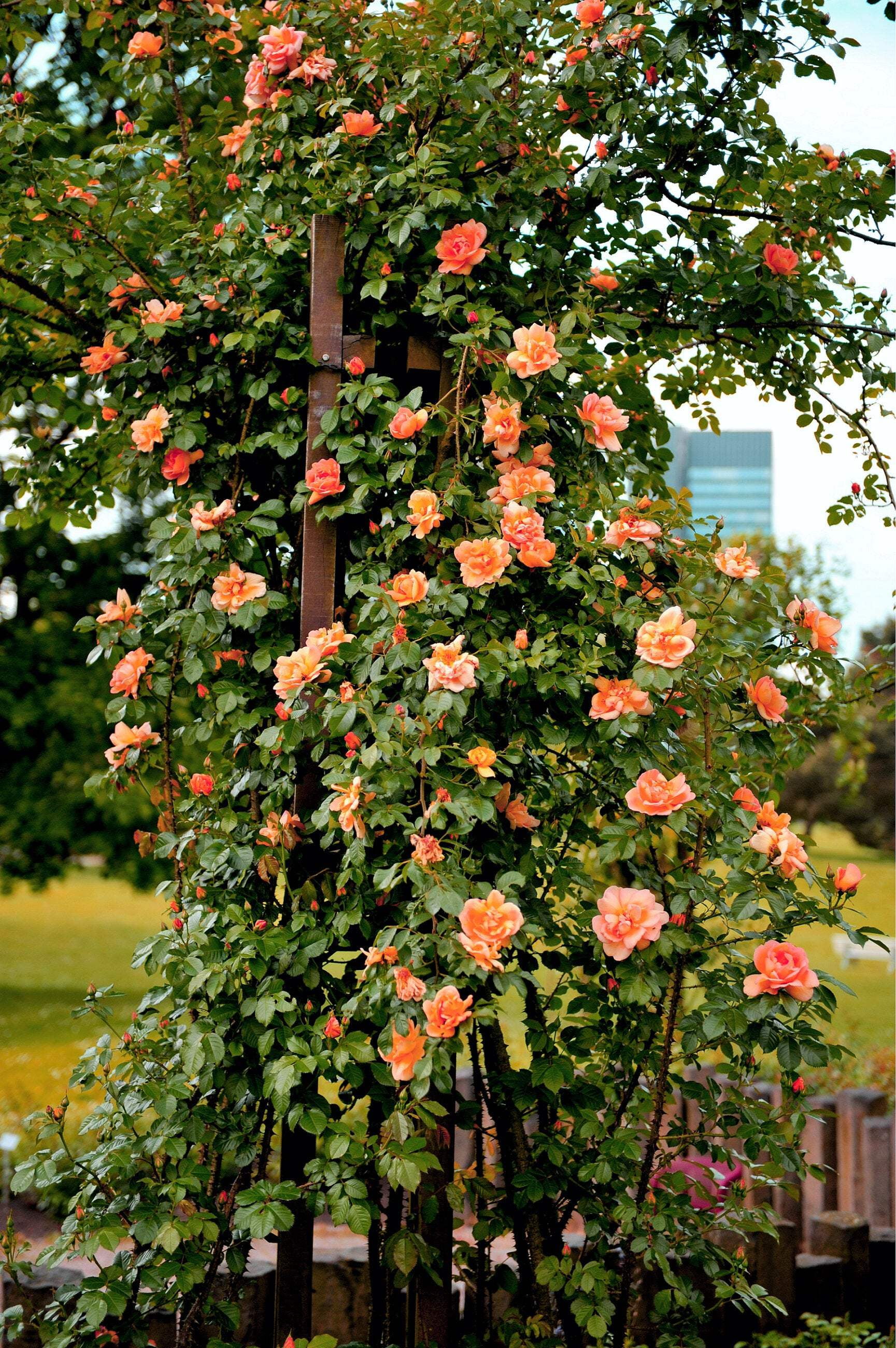 Seedville USA, 5 Orange Climbing Rose Seeds, Rosa Bush Vine, Fragrant ...