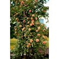 Seedville USA, 5 Orange Climbing Rose Seeds, Rosa Bush Vine, Fragrant ...