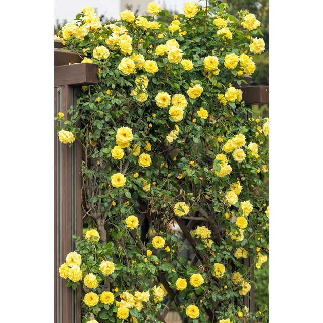 5 Rosa Hybrid Seeds, Yellow Climbing Rose Double Blooms, Fragrant ...